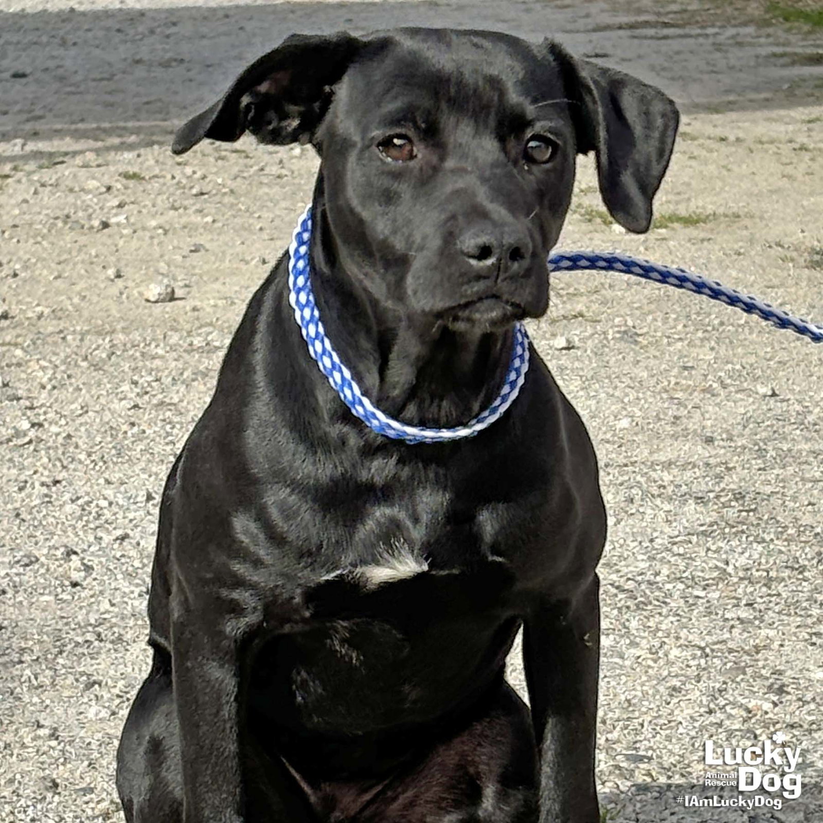 Dog for Adoption - Slick, a Labrador Retriever in King George County ...