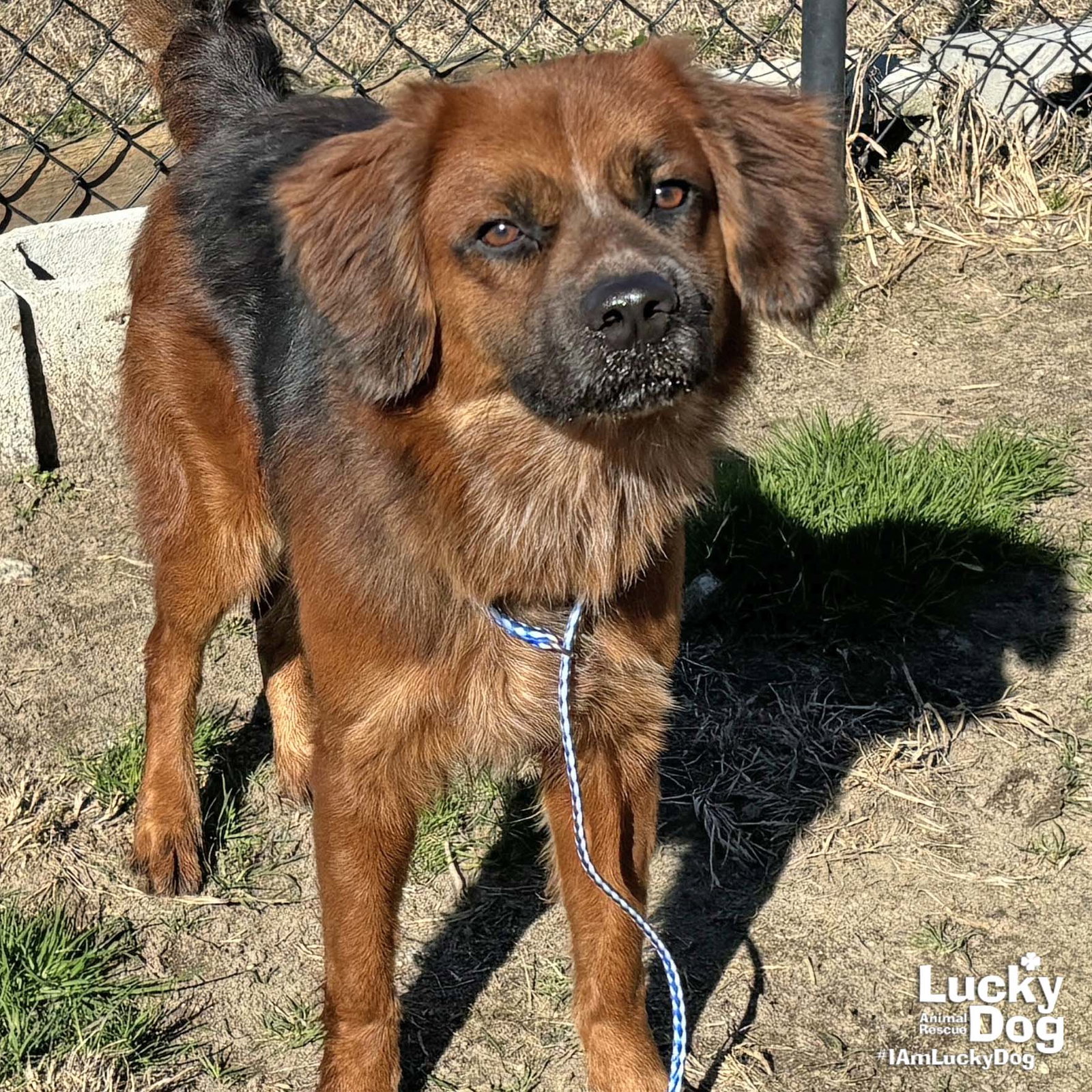 Dog for Adoption - Anderson, a Shepherd in City Of Manassas, VA | Alpha Paw