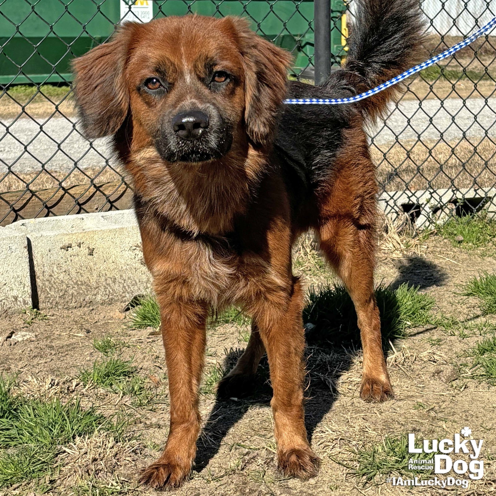 Dog for Adoption - Anderson, a Shepherd in City Of Manassas, VA | Alpha Paw