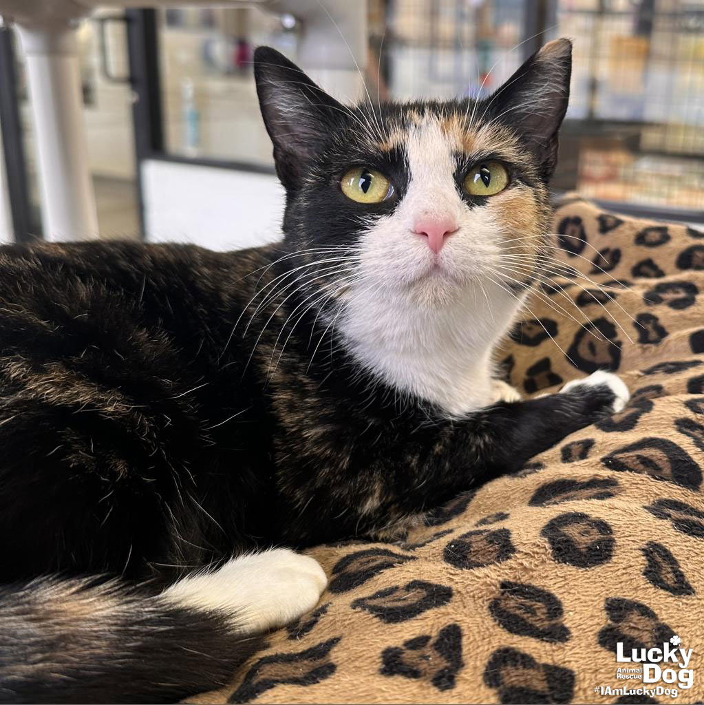 Cats for Adoption in Towson, Maryland | Alpha Paw