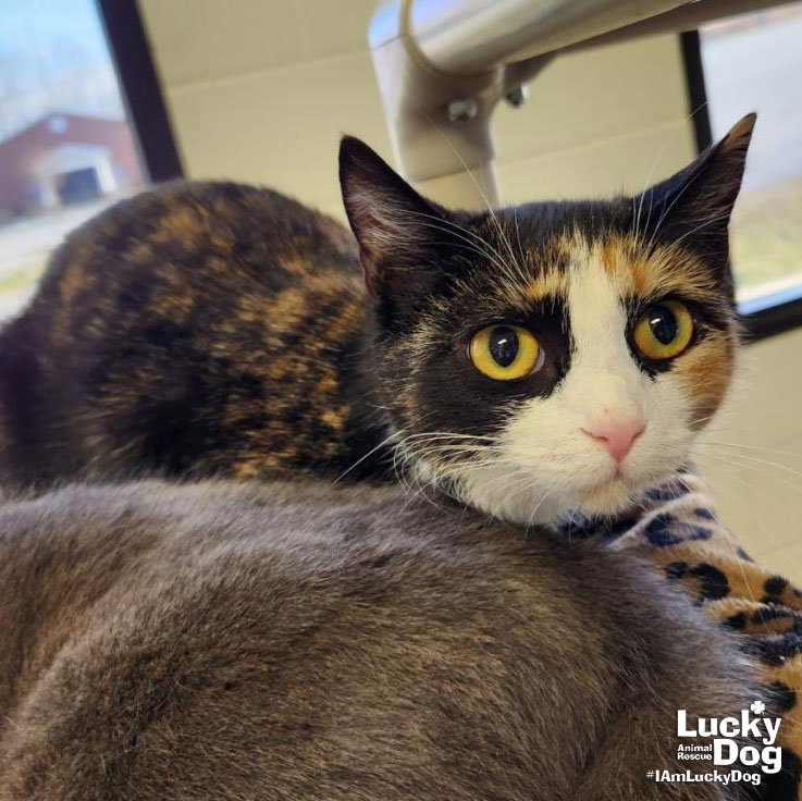 Cats for Adoption in Towson, Maryland | Alpha Paw