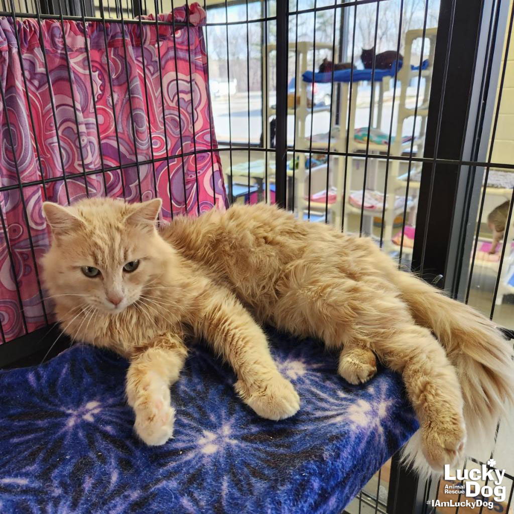 Cats for Adoption in Baltimore, Maryland | Alpha Paw