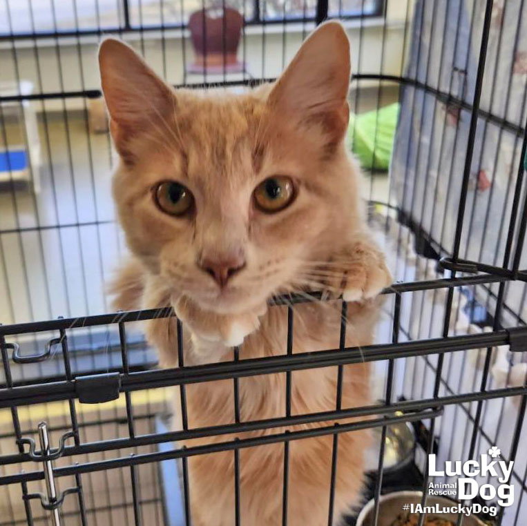 Cats for Adoption in Prince Georges County, Maryland | Alpha Paw