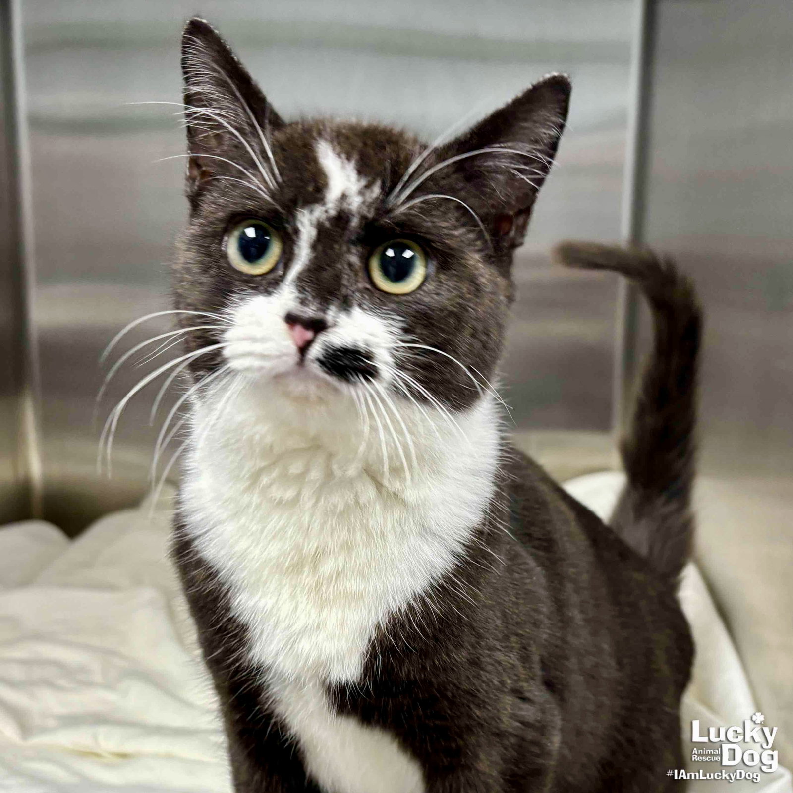 Cat adoption in Washington DC 20002: Domestic Short Hair / Domestic ...