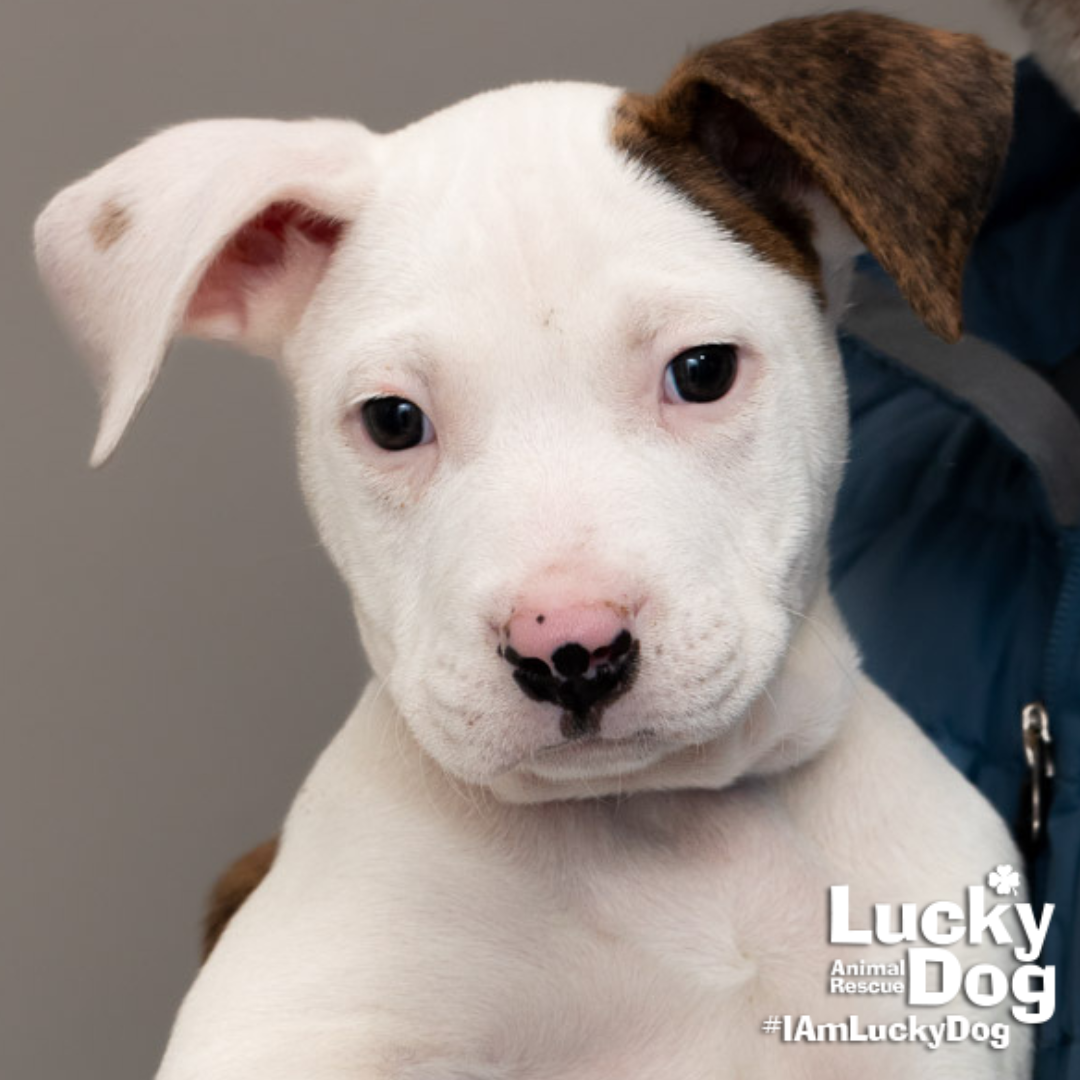 Dog for Adoption - Kipling, a Boxer in Woodbridge, VA | Alpha Paw
