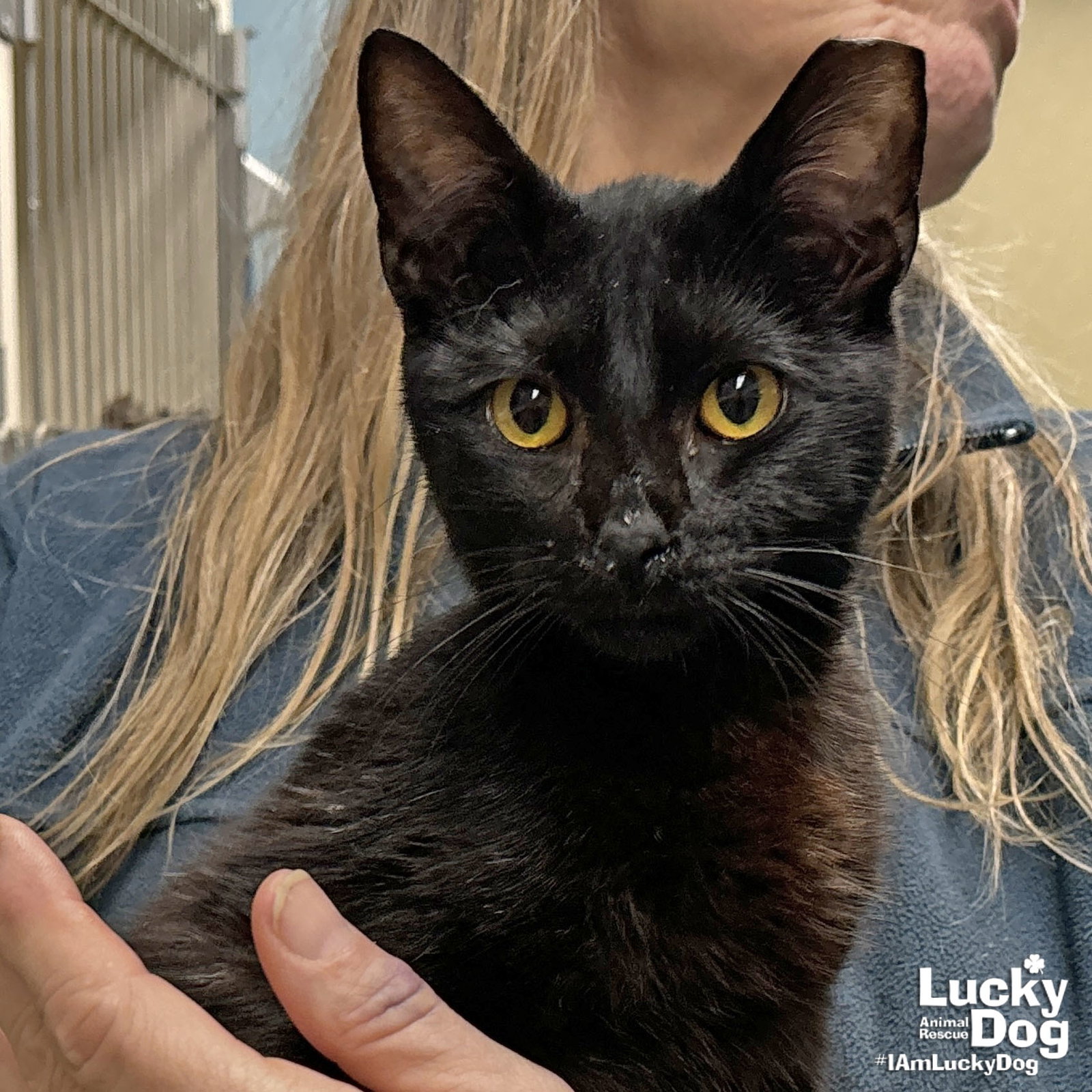 Cats for Adoption in Annapolis, Maryland | Alpha Paw