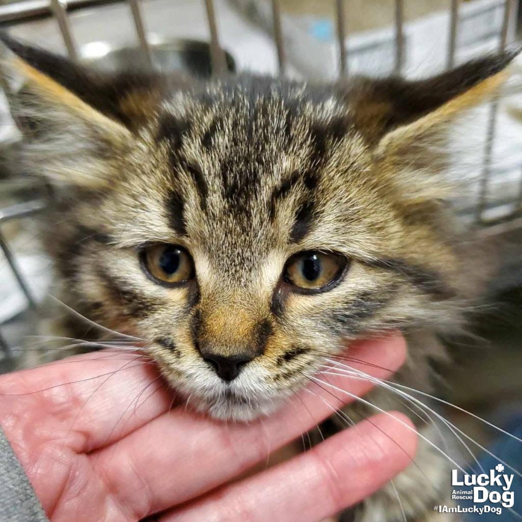 Cats for Adoption in Vienna, Virginia | Alpha Paw
