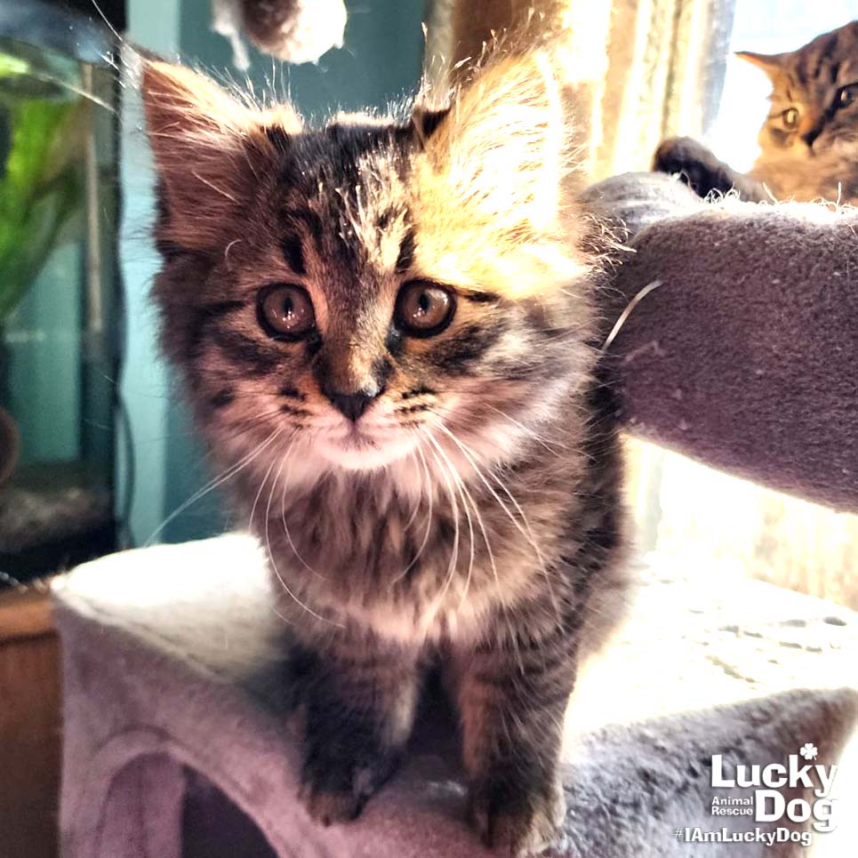 Cats for Adoption in Vienna, Virginia | Alpha Paw