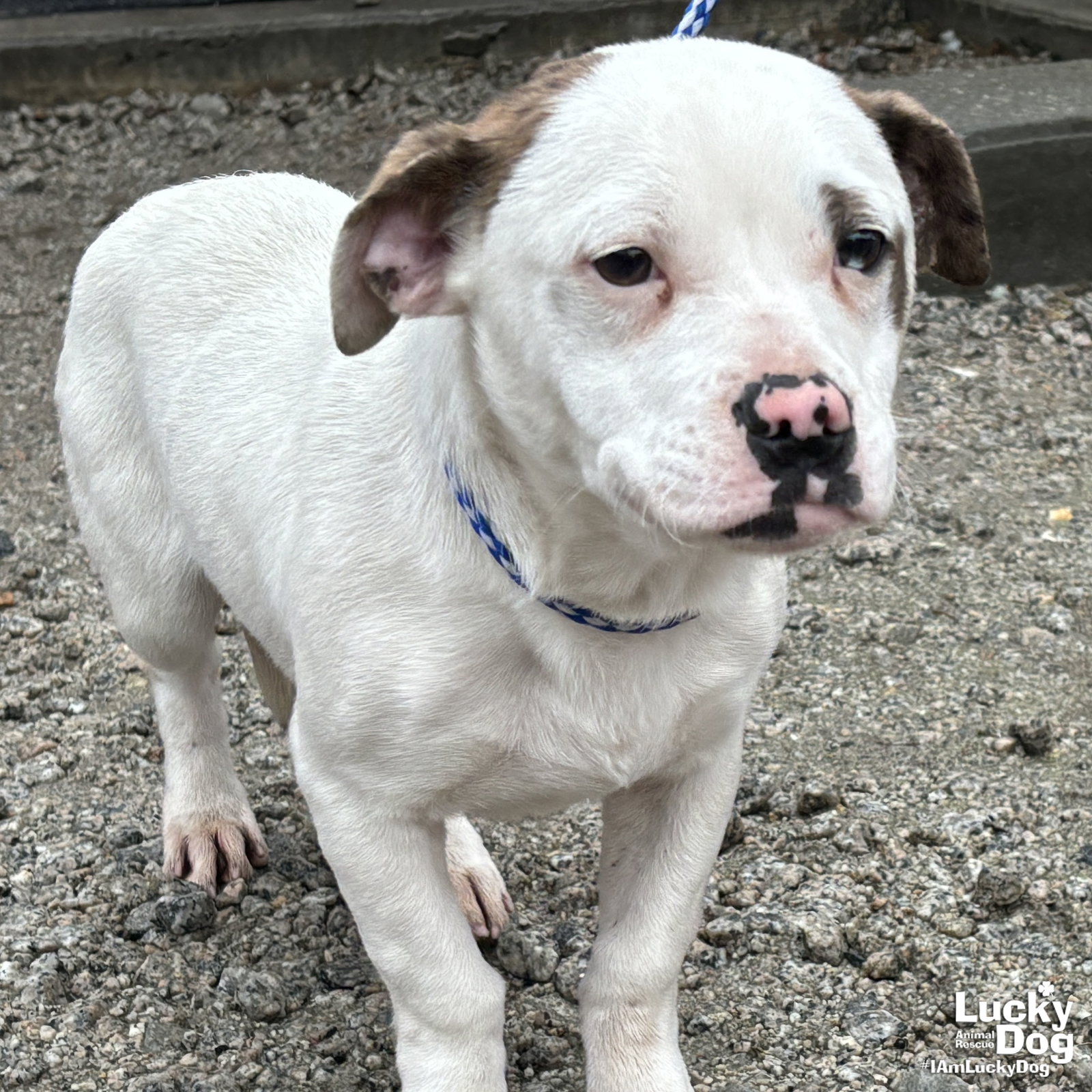 Dog for Adoption - Tucker, a Terrier in Prince Georges County, MD ...