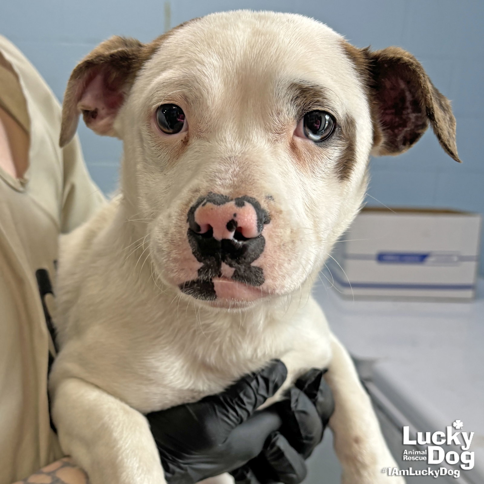 Dog for Adoption - Tucker, a Terrier in Prince Georges County, MD ...