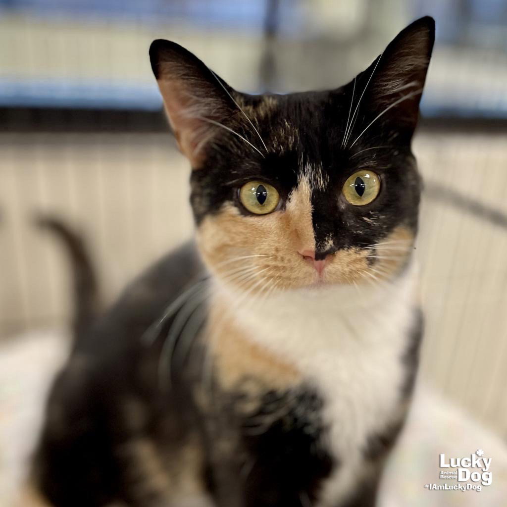Cats for Adoption in City Of Baltimore, Maryland | Alpha Paw