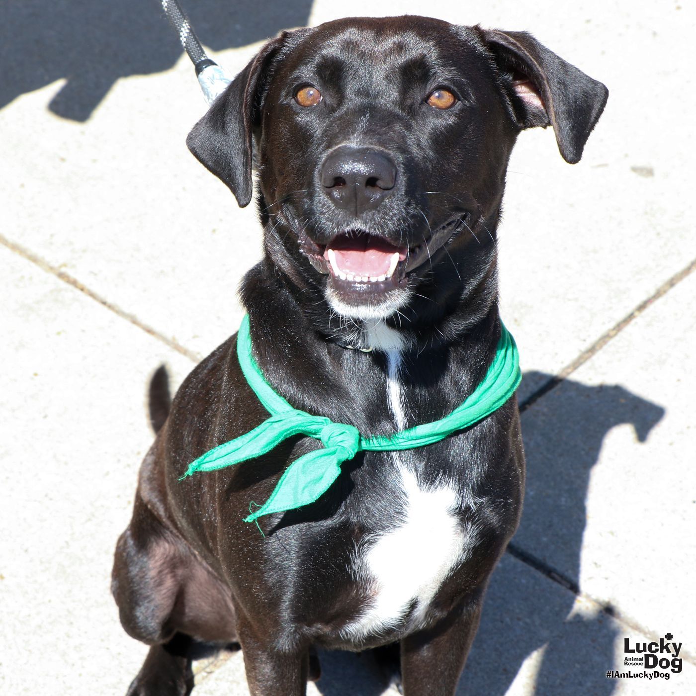 Dog for Adoption - Scotch, a Labrador Retriever in Triangle, VA | Alpha Paw