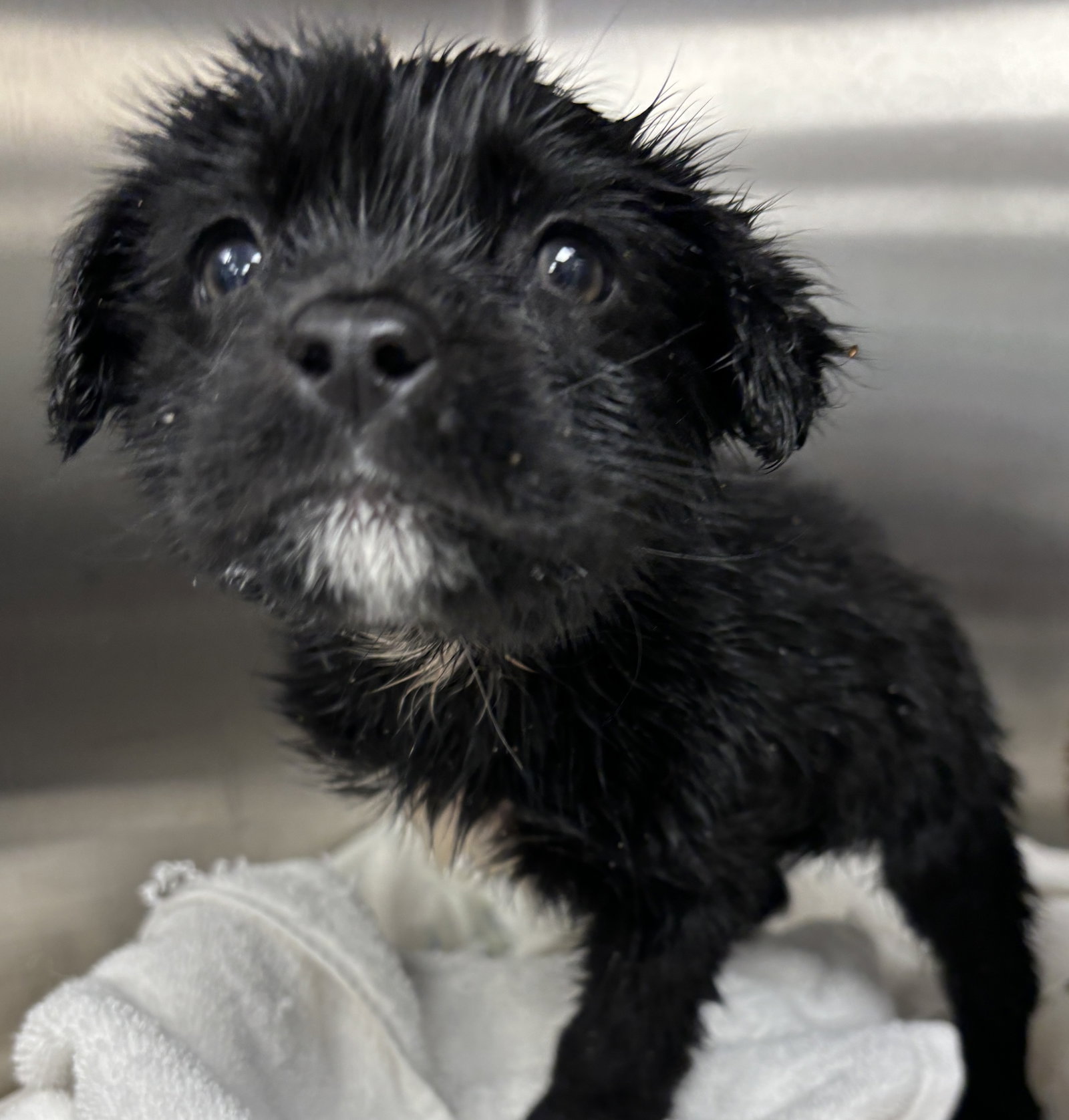Dog for Adoption - Mork, a Labrador Retriever in Ashburn, VA | Alpha Paw