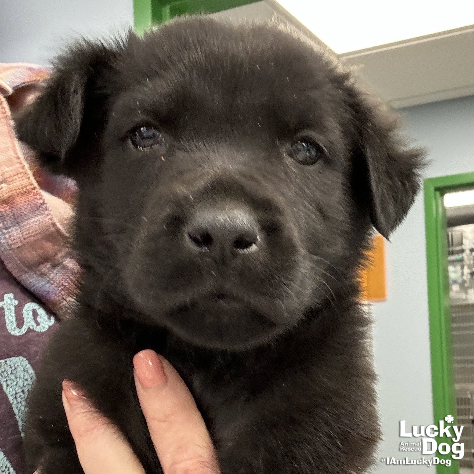 Dog for Adoption - Bert, a Labrador Retriever in Calvert County, MD ...