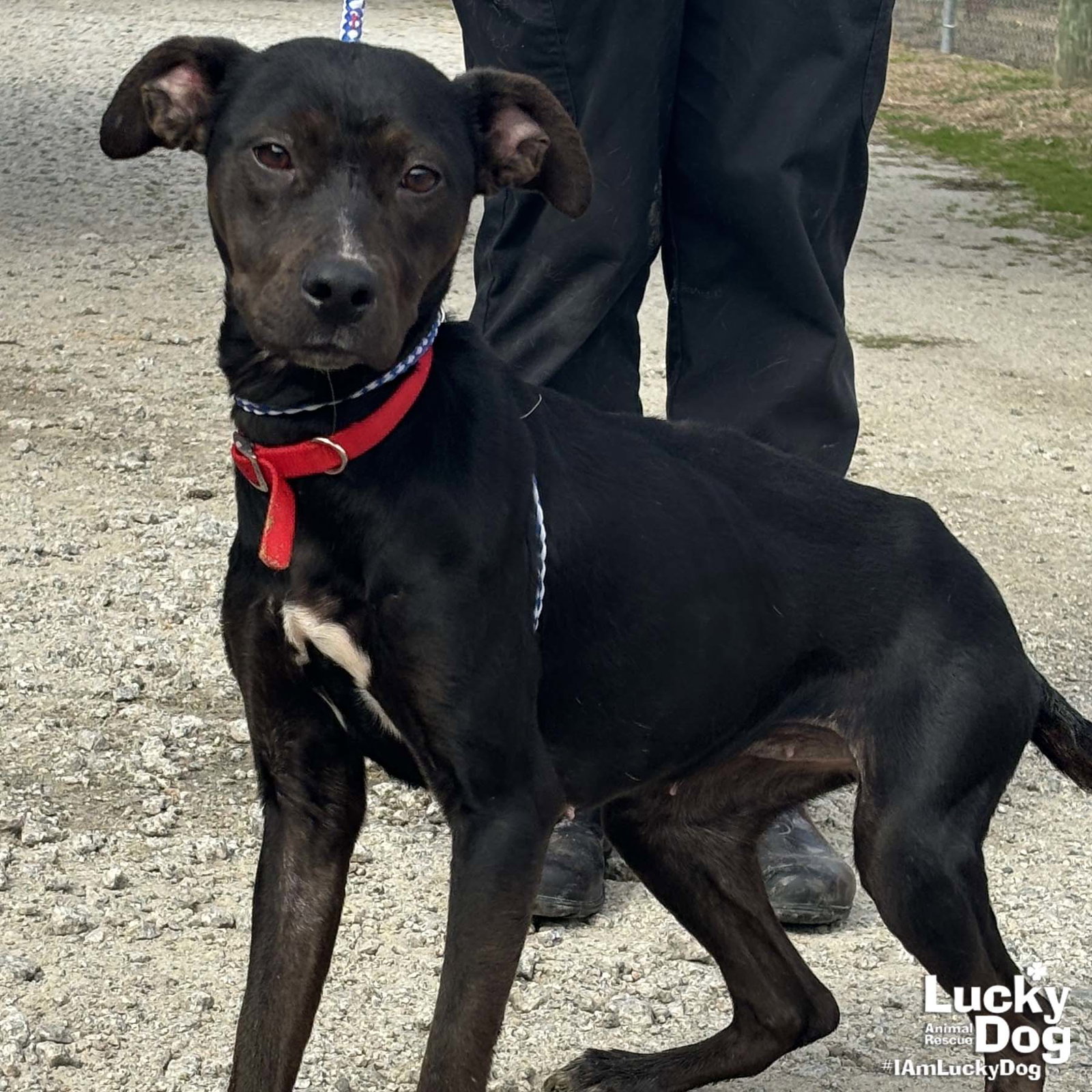 Dog for Adoption - Bliss, a Terrier in Annapolis, MD | Alpha Paw