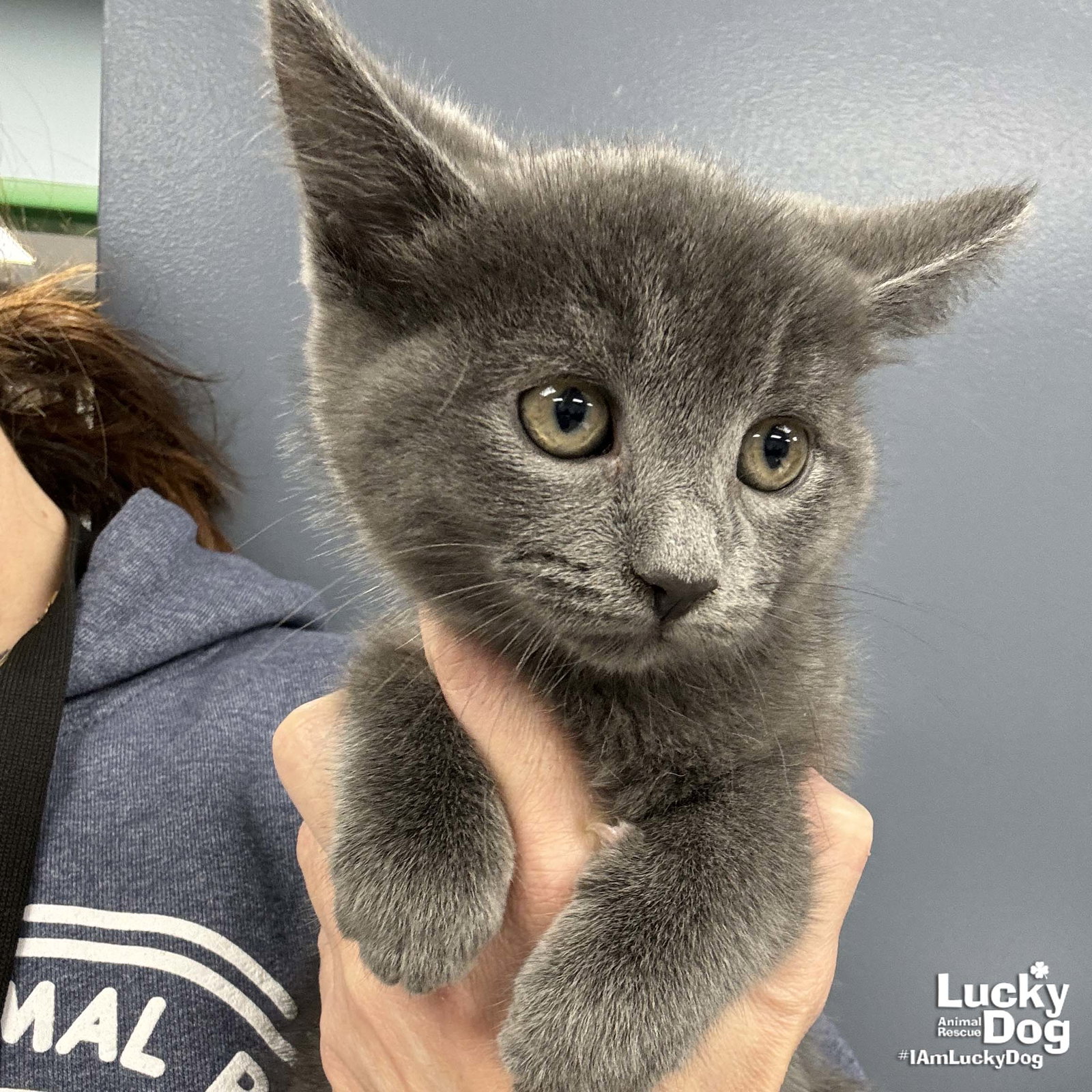 Cats for Adoption in City Of Baltimore, Maryland | Alpha Paw