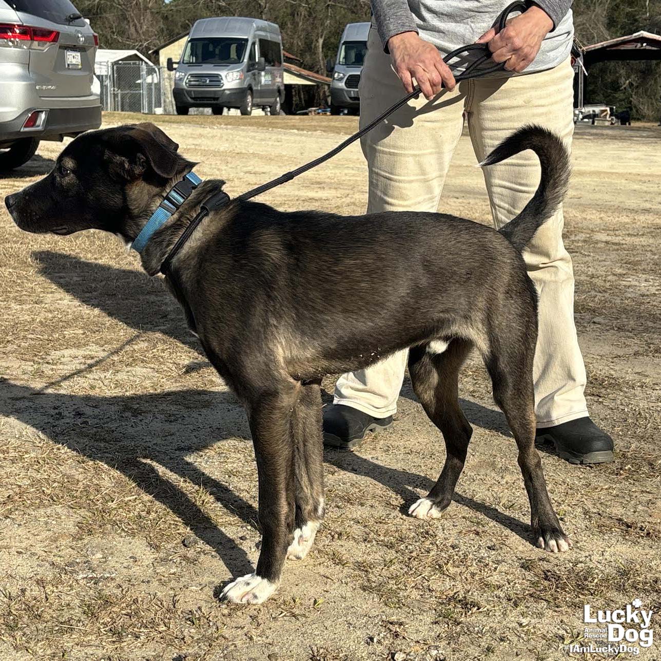 Dog for Adoption - Rockefeller, a Shepherd in Prince Georges County, MD ...