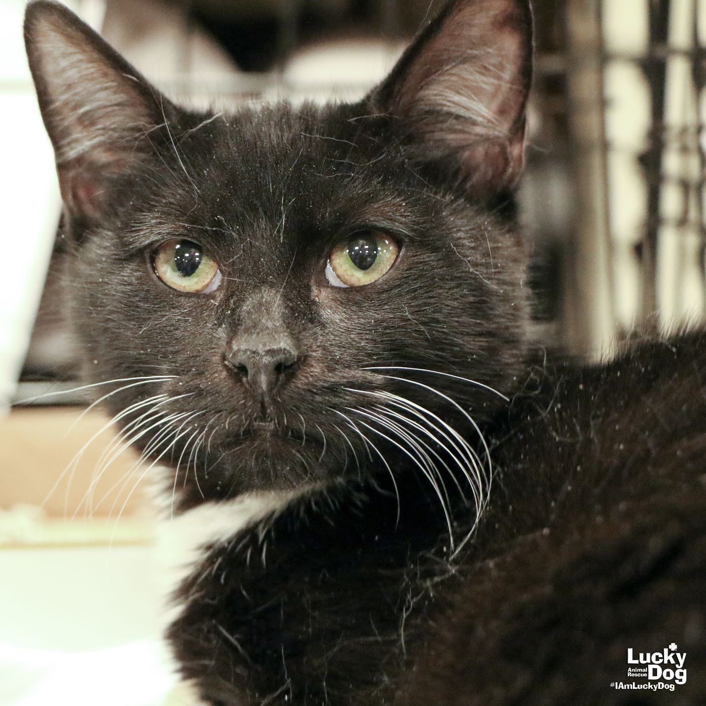 Cats for Adoption in White Marsh, Maryland | Alpha Paw
