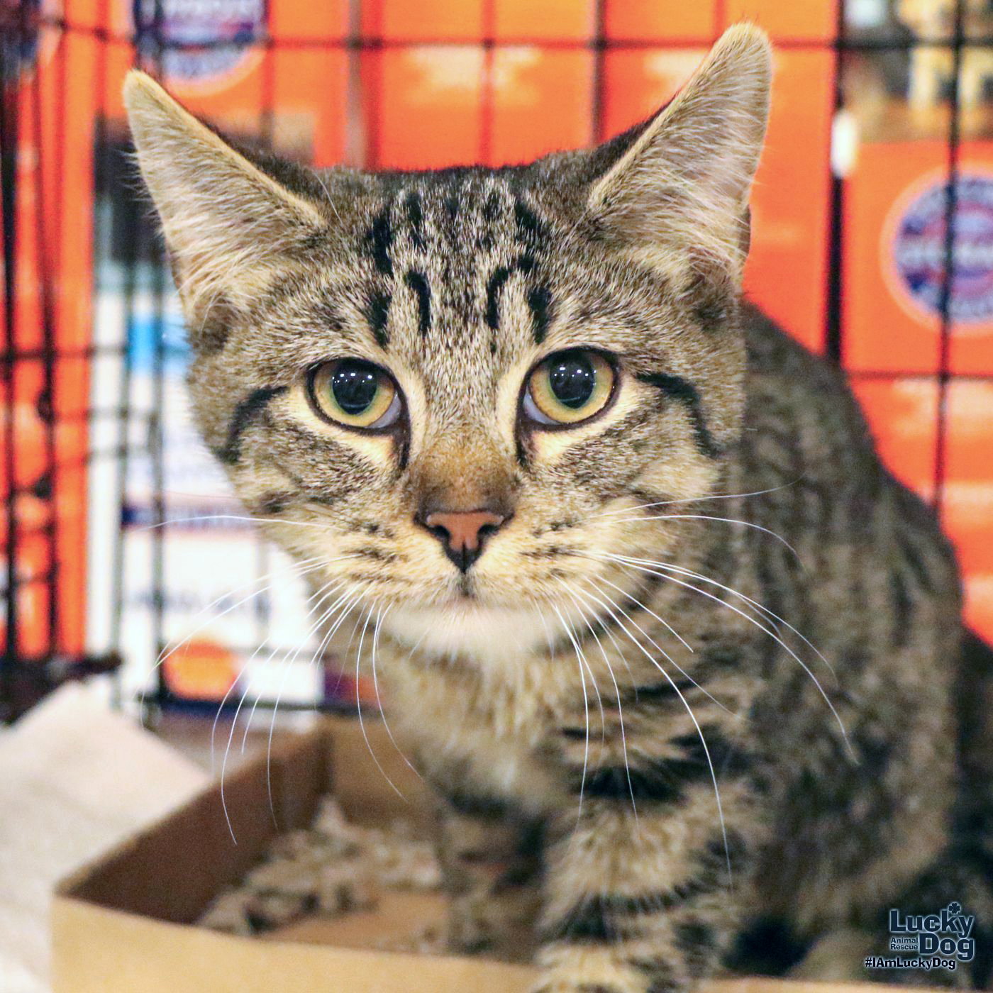 Cats for Adoption in White Marsh, Maryland | Alpha Paw