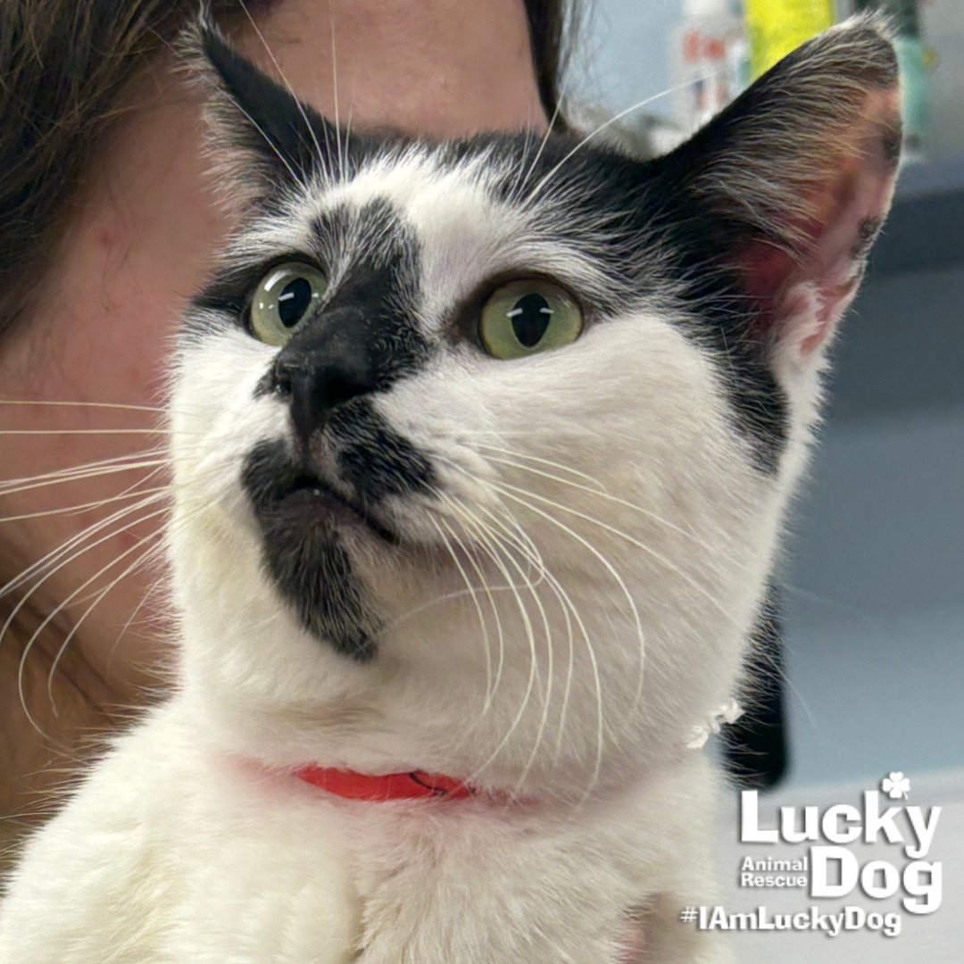 Cats for Adoption in White Marsh, Maryland | Alpha Paw