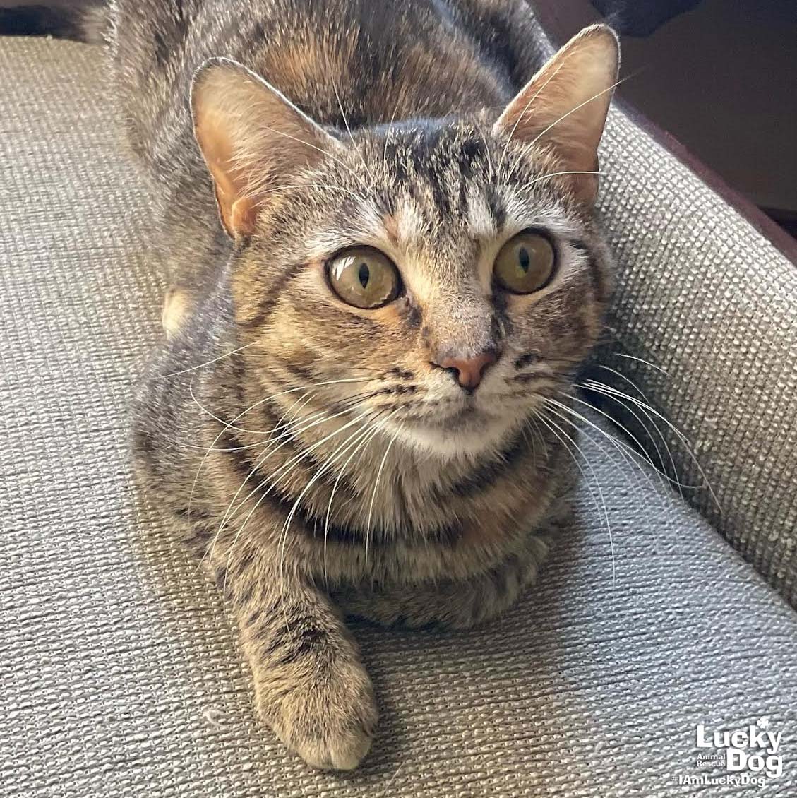 Cats for Adoption in White Marsh, Maryland | Alpha Paw