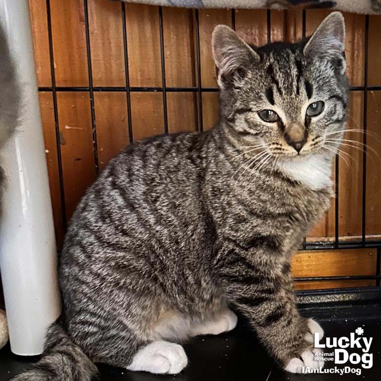 Cat adoption in Washington DC 20002: Domestic Short Hair / Mixed (short ...