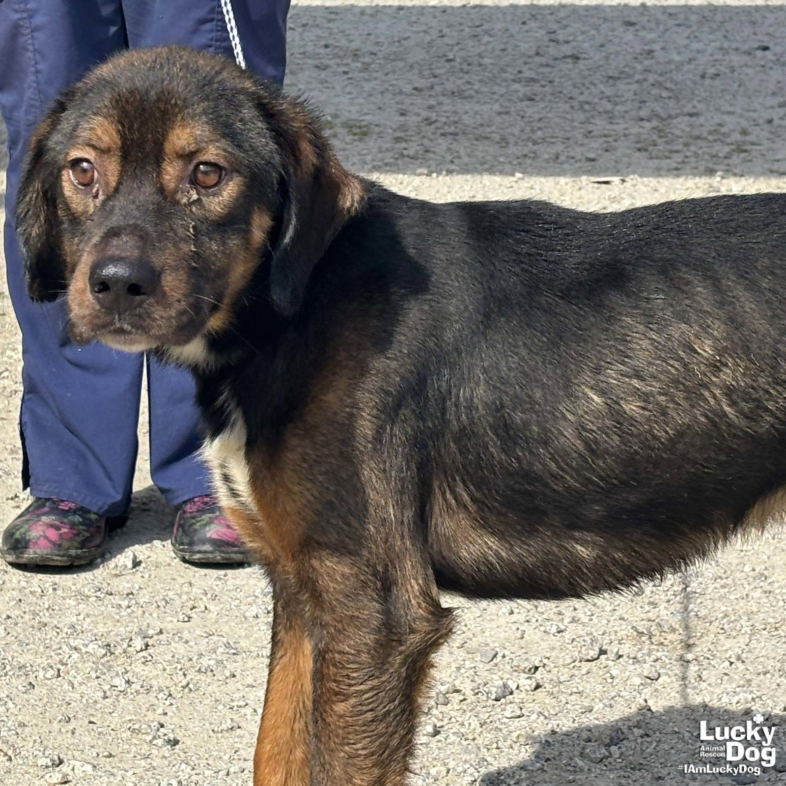 Dog adoption in Washington DC 20002: Shepherd / Mixed (medium coat) Dog ...