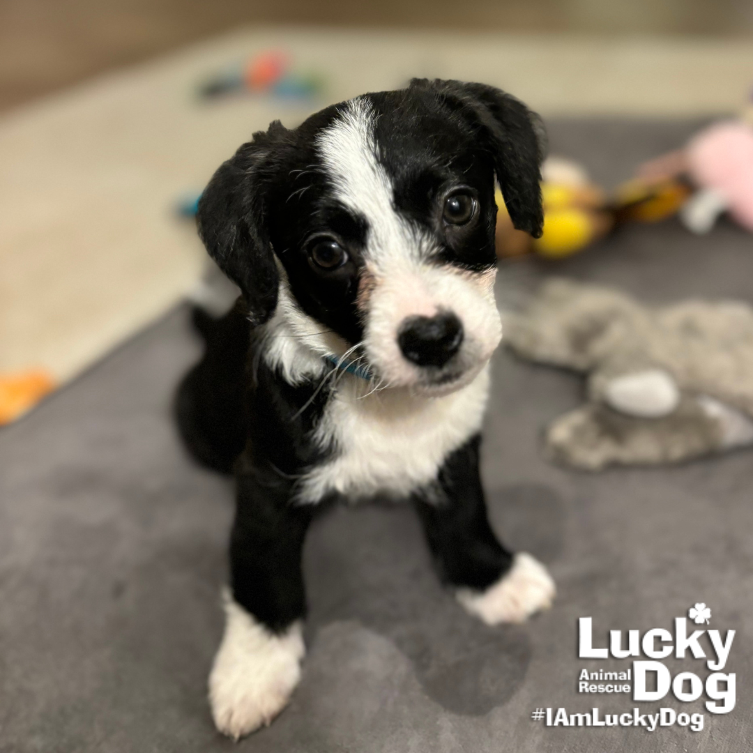 Dog for Adoption - Flo, a Terrier in Greater Upper Marlboro, MD | Alpha Paw