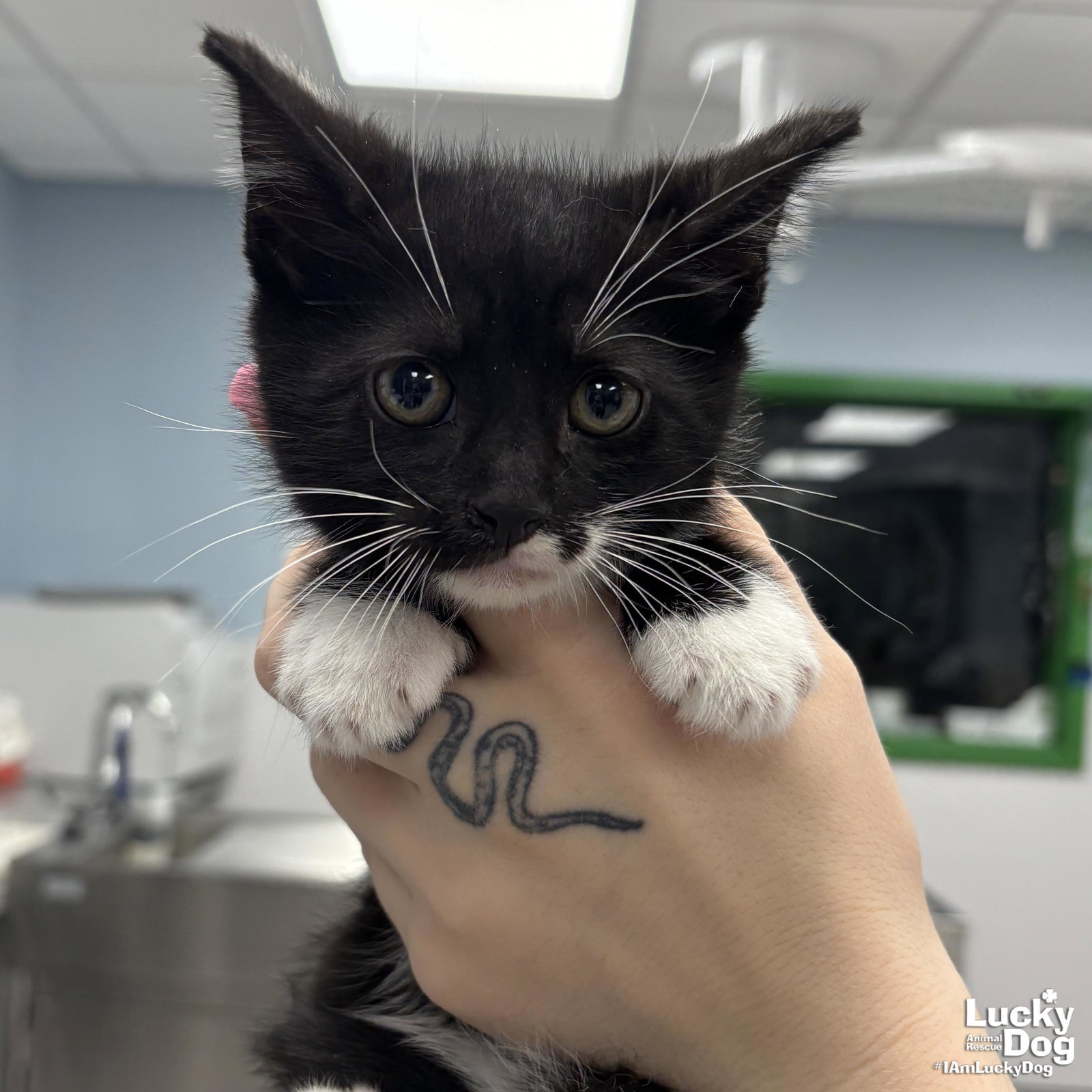 Cats for Adoption in City Of Baltimore, Maryland | Alpha Paw