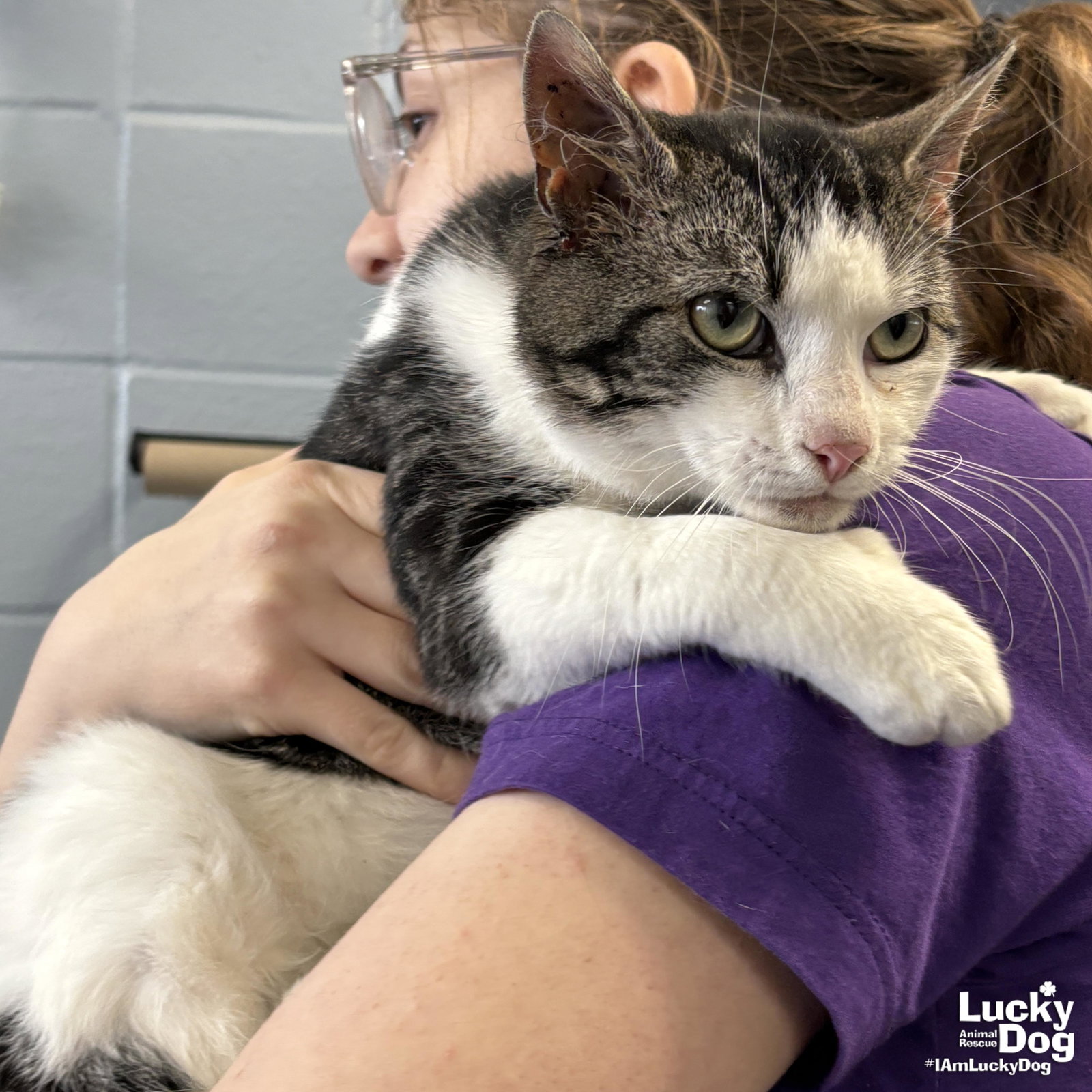 Cats for Adoption in City Of Baltimore, Maryland | Alpha Paw