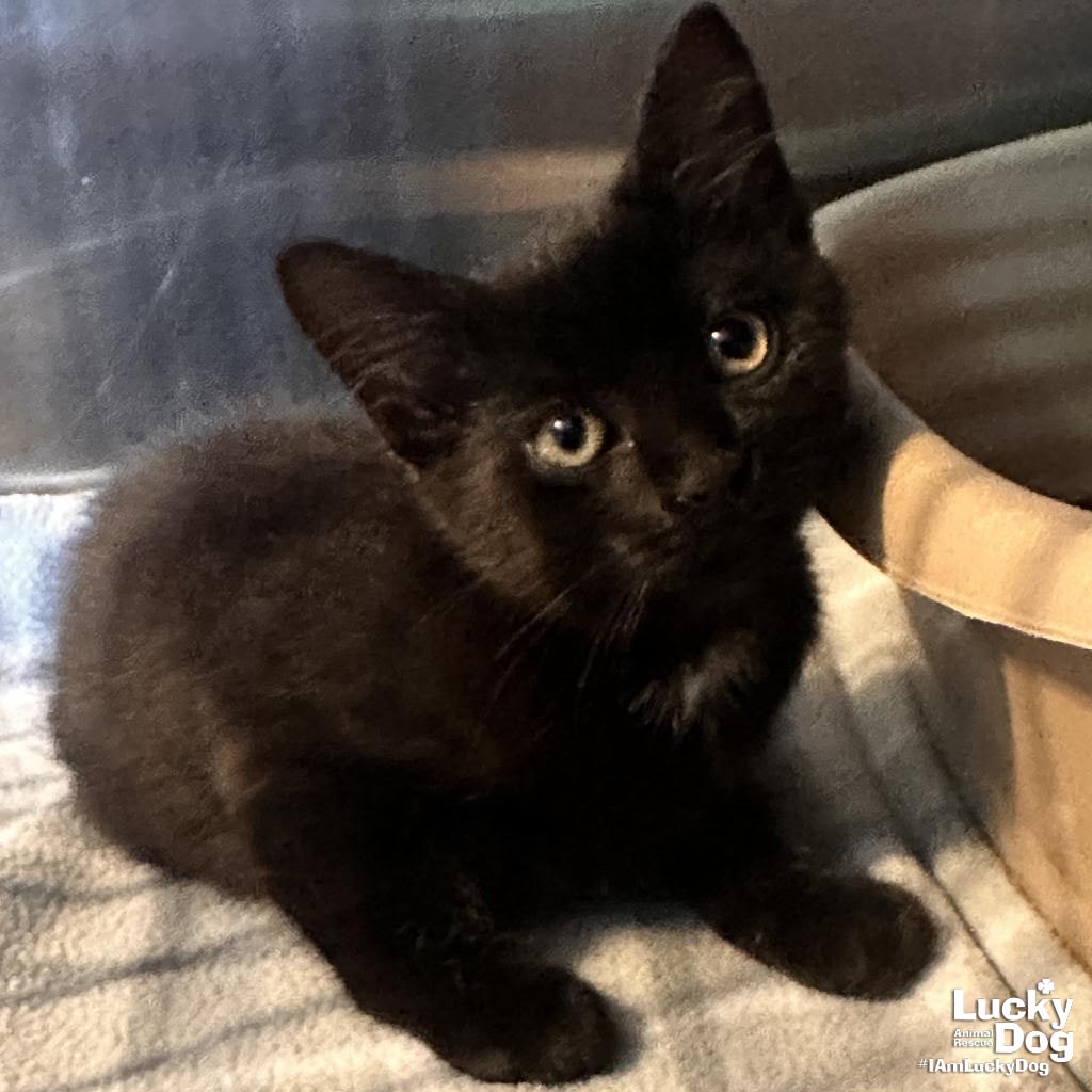 Cats for Adoption in Annapolis, Maryland | Alpha Paw