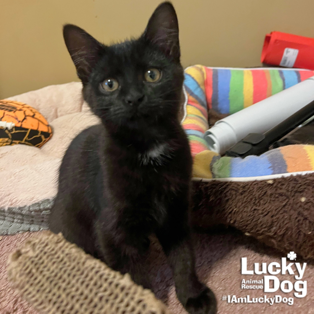 Cats for Adoption in Annapolis, Maryland | Alpha Paw