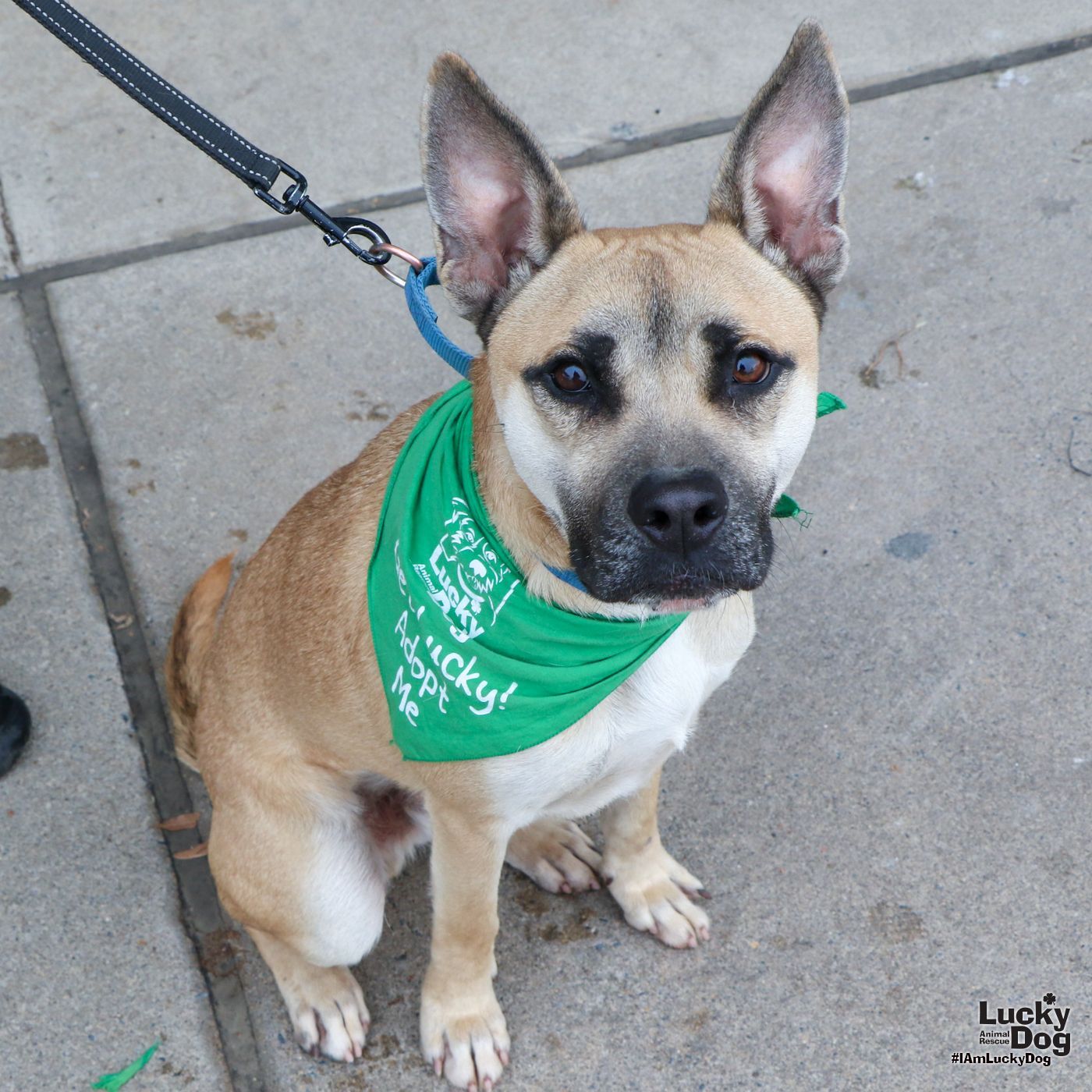 Adopt | Lucky Dog Animal Rescue