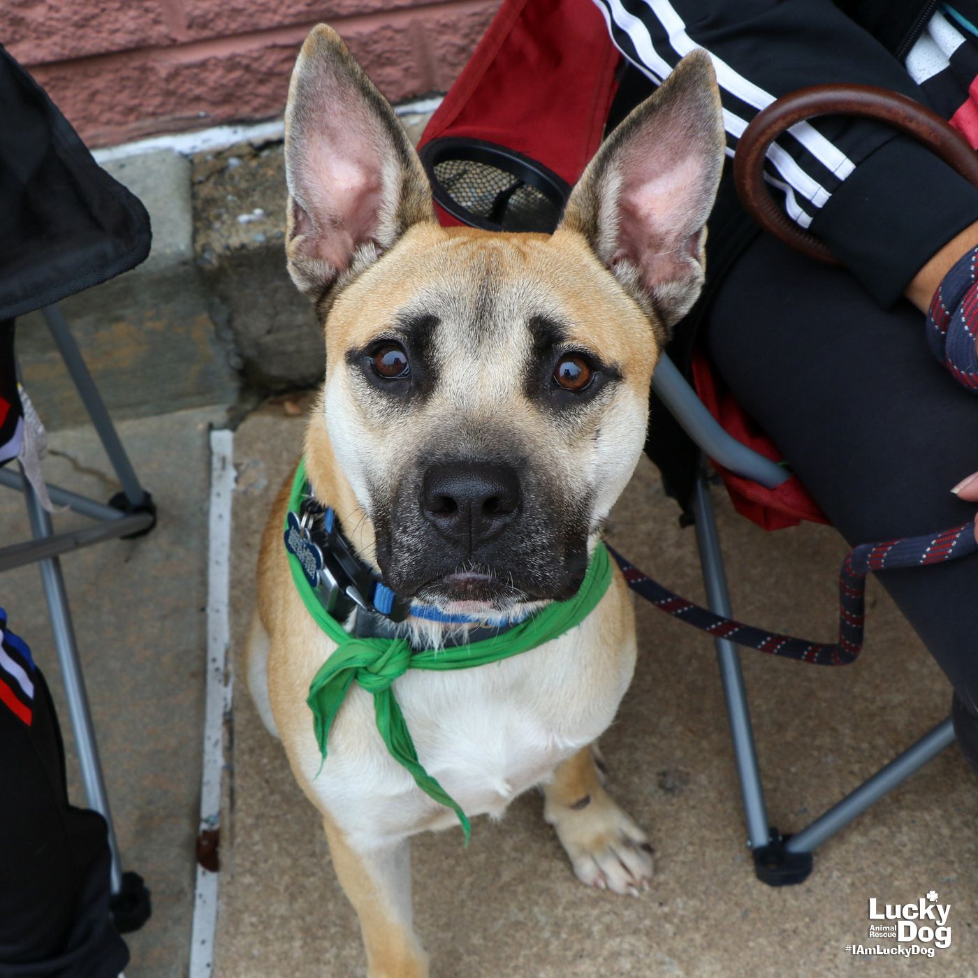 Adopt | Lucky Dog Animal Rescue