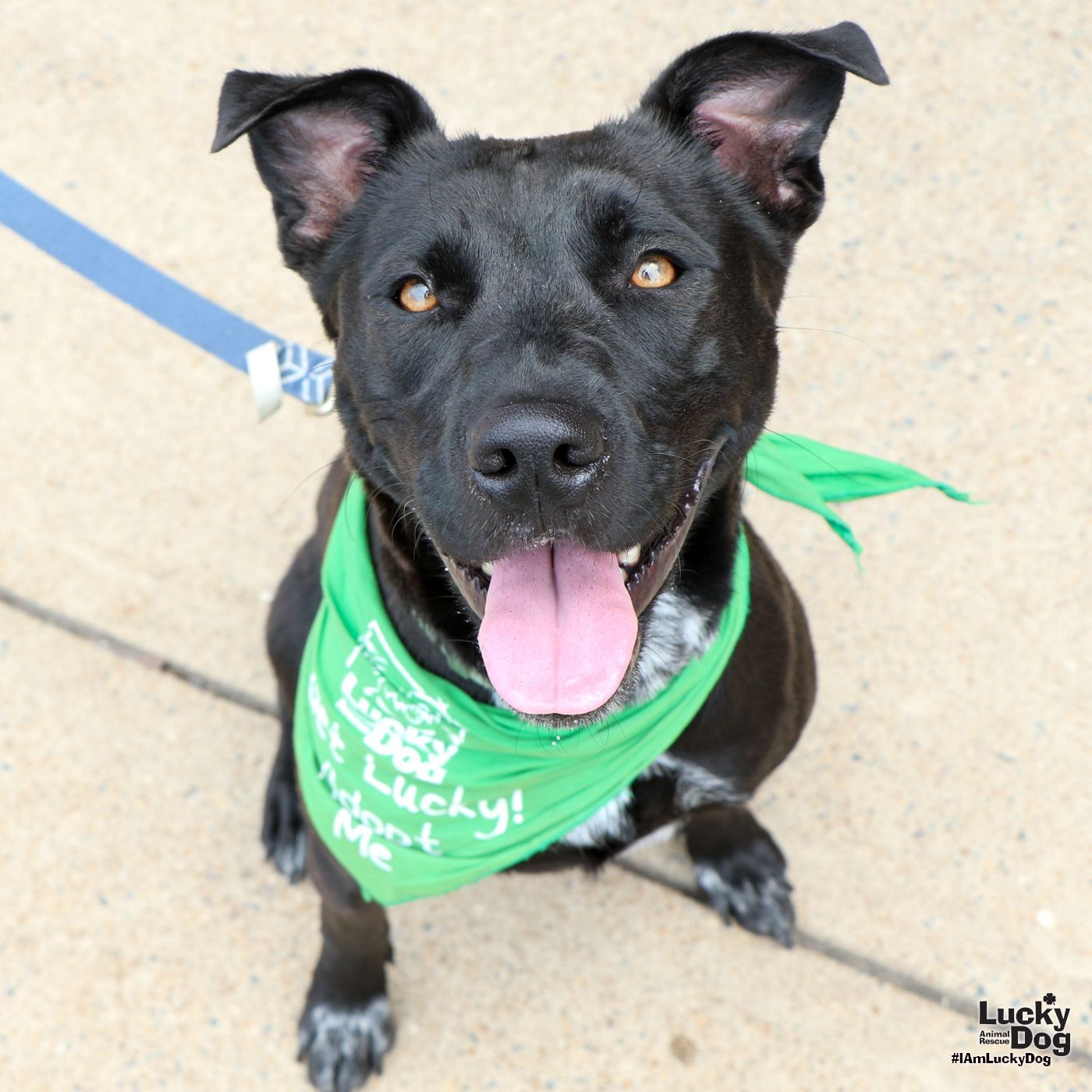 Adopt | Lucky Dog Animal Rescue