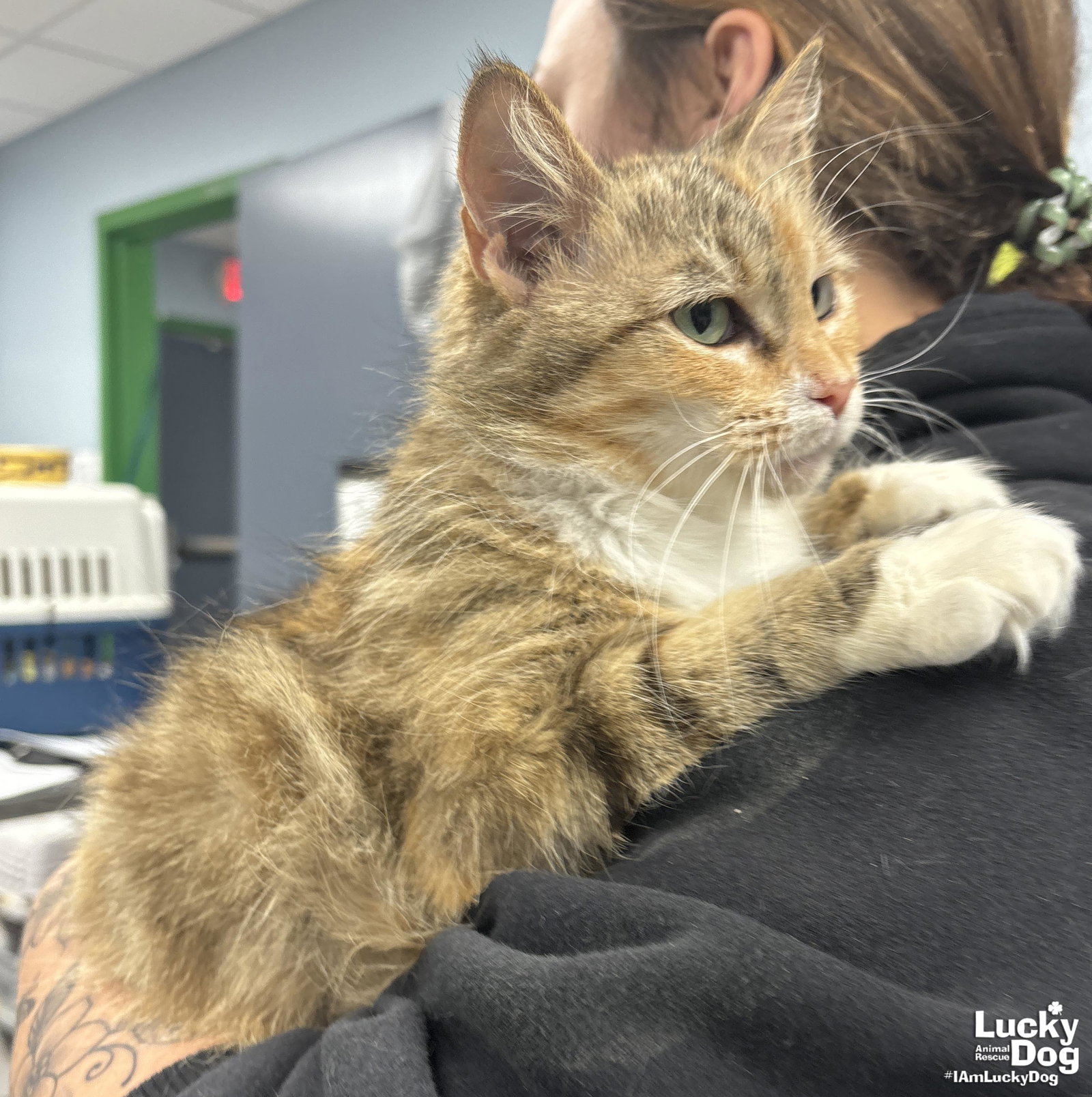 Cats for Adoption in Quantico Station, Virginia | Alpha Paw