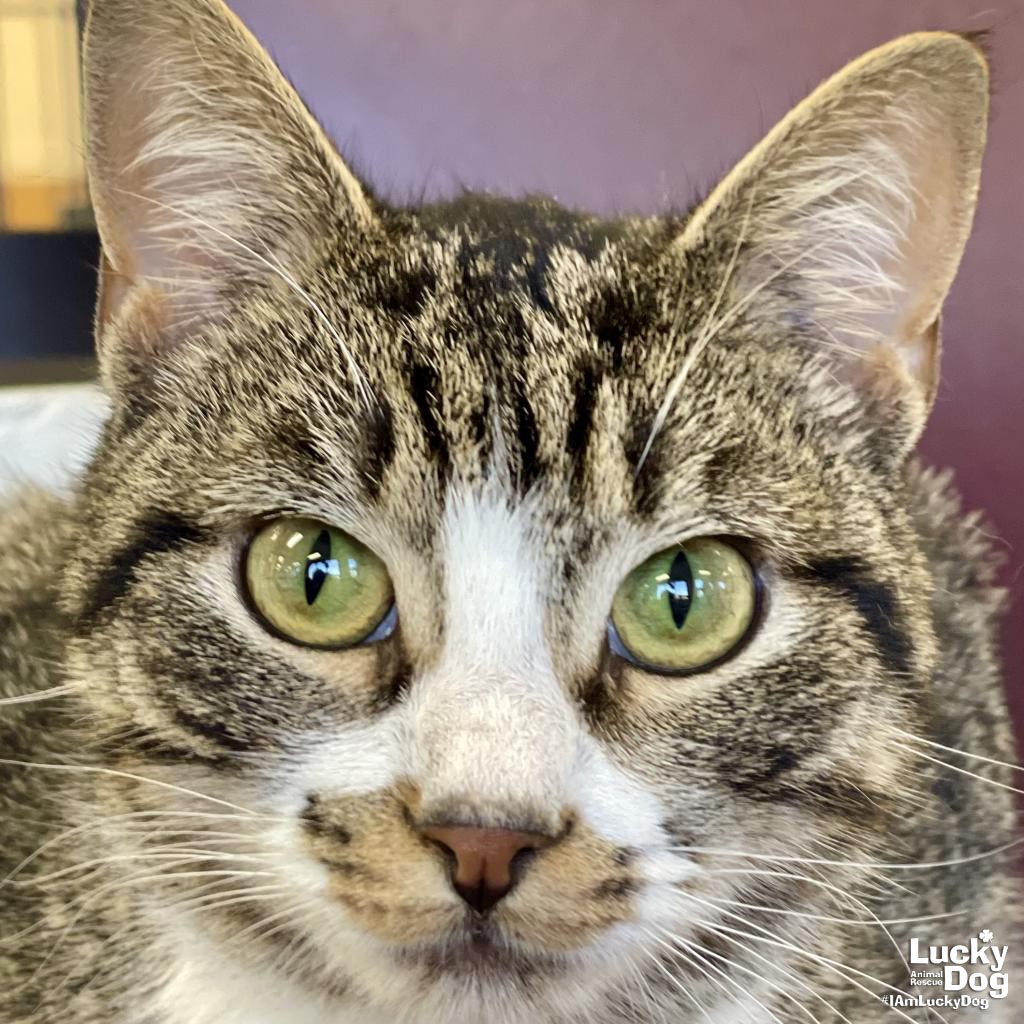 Cats for Adoption in White Marsh, Maryland | Alpha Paw