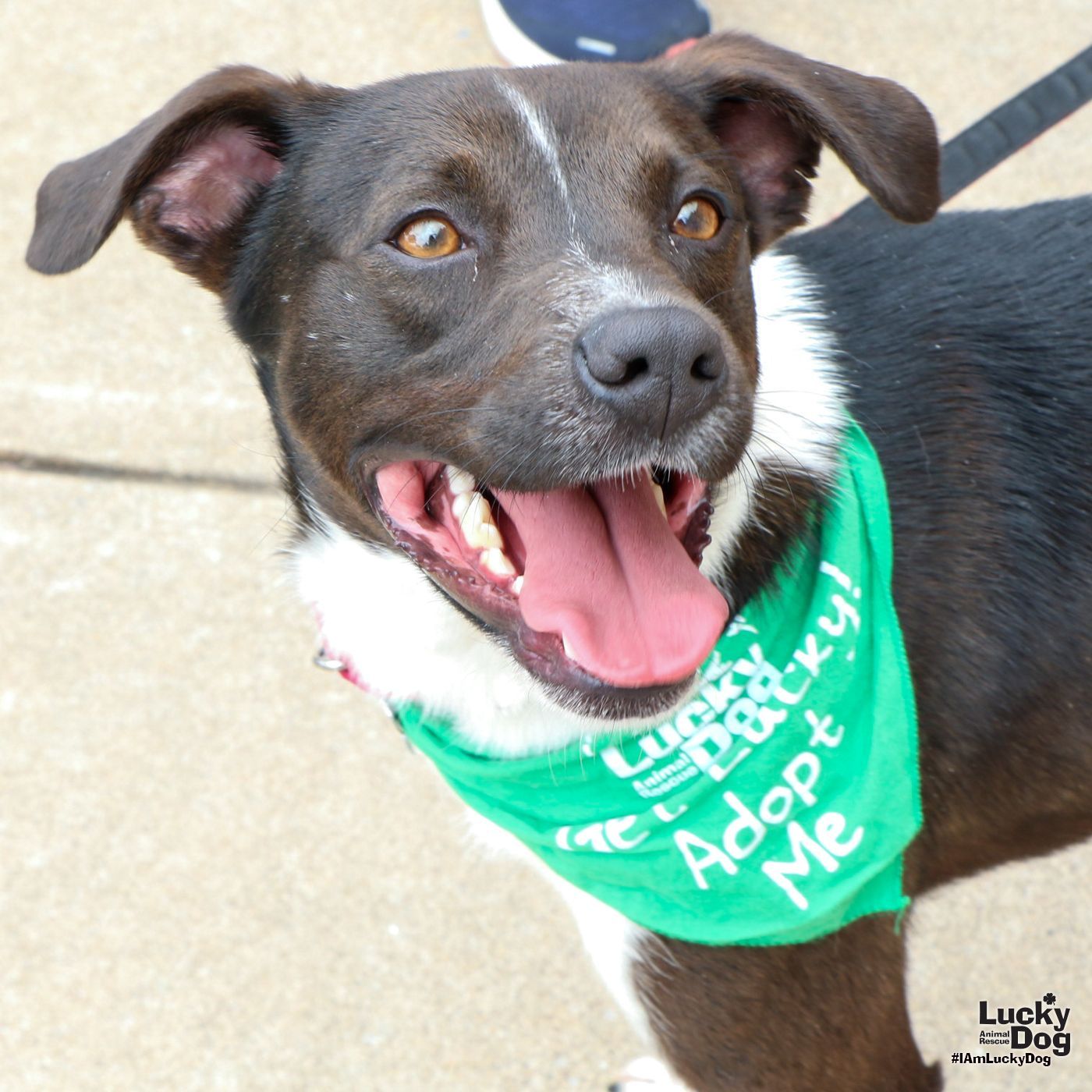 Dog for Adoption - Trey, a Labrador Retriever in City Of Fredericksburg ...