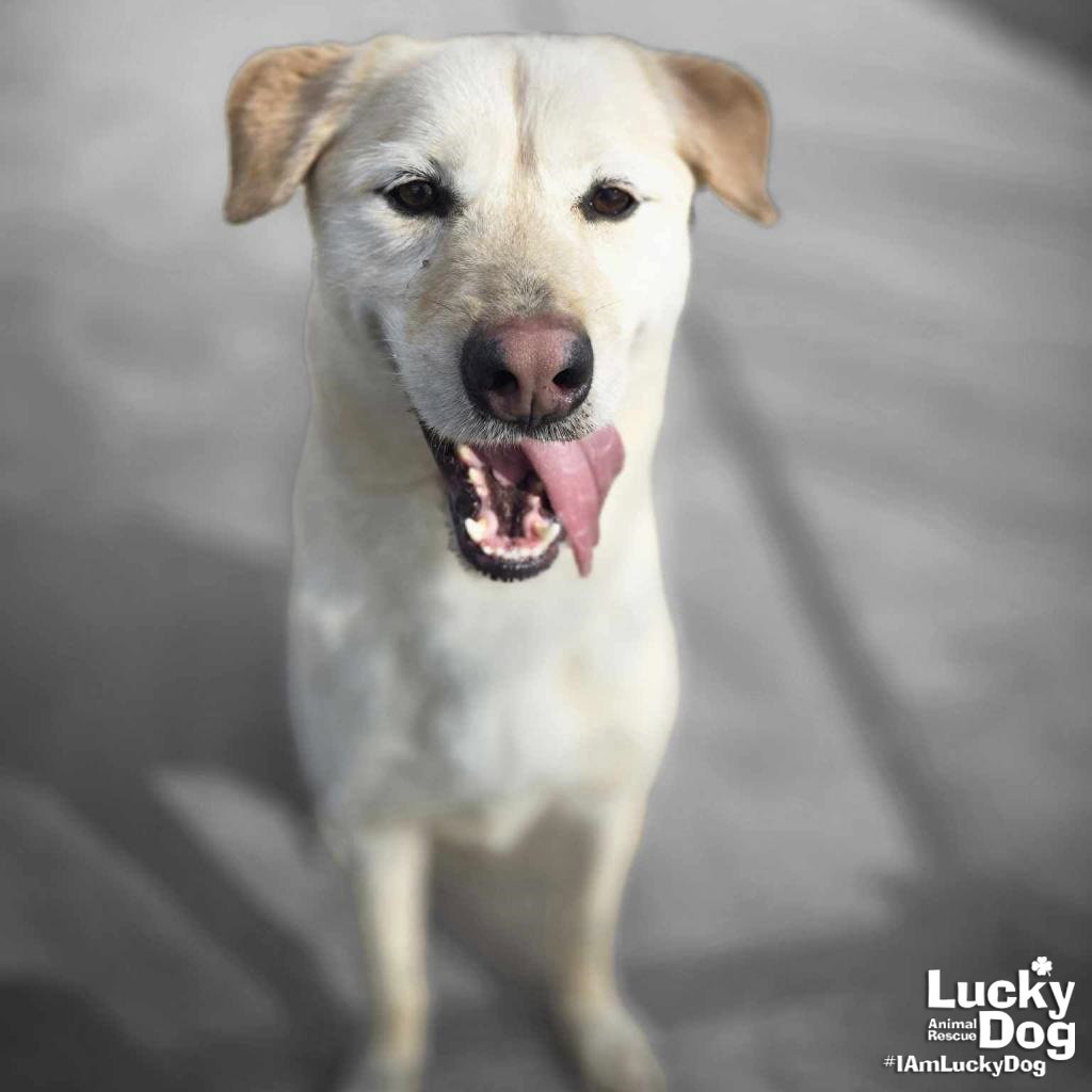 Dog for Adoption - Blitz, a Retriever in Prince Georges County, MD ...