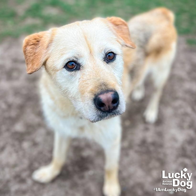 Dog for Adoption - Blitz, a Retriever in Prince Georges County, MD ...