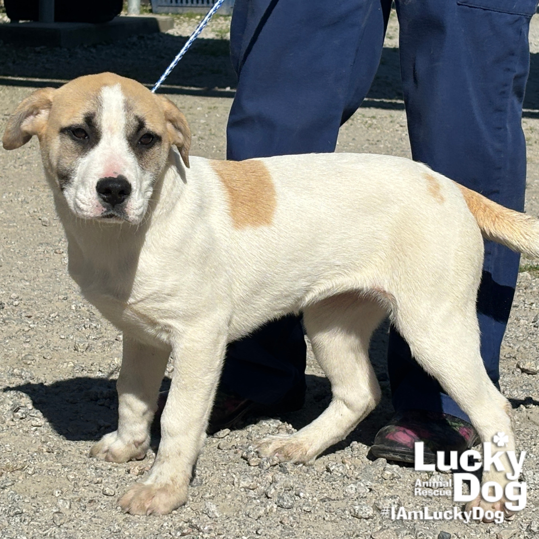 Dog for Adoption - Mahaley, a Labrador Retriever in City Of Manassas ...
