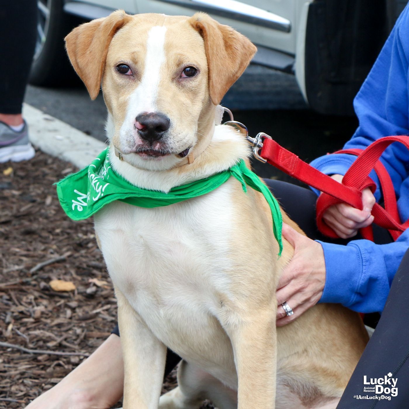 Dog for Adoption - McKayla, a Labrador Retriever in Centreville, MD ...