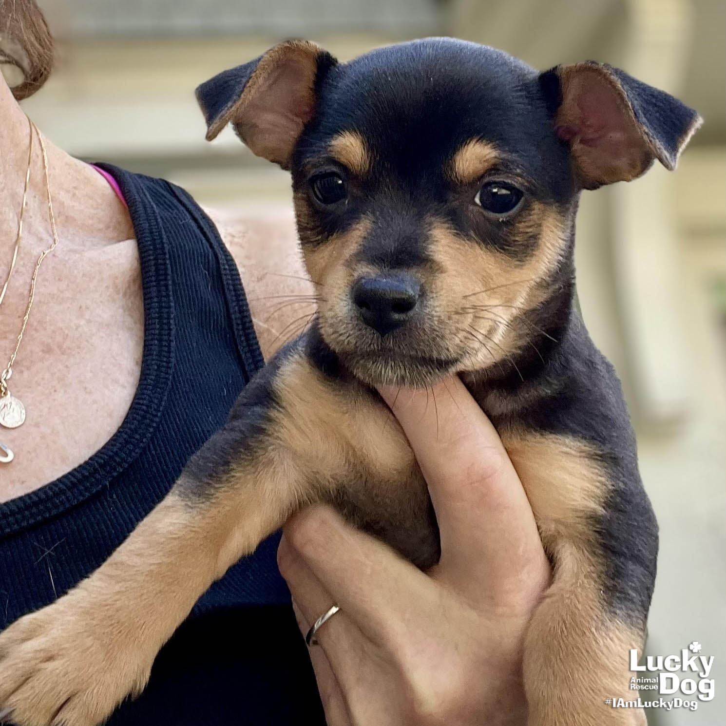 Dog for Adoption - Princess Serafina, a Miniature Pinscher in Prince ...
