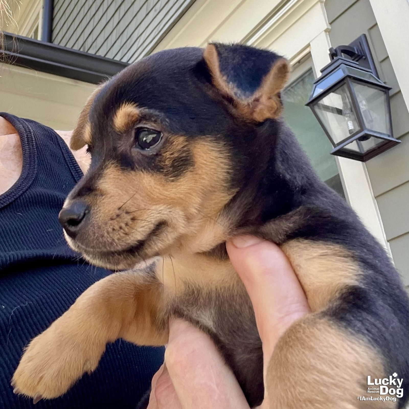 Dog for Adoption - Princess Serafina, a Miniature Pinscher in Prince ...