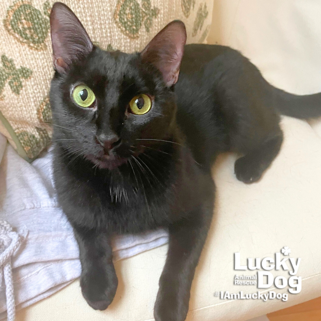 Cat adoption in Washington DC 20002: Domestic Short Hair / Mixed (short ...