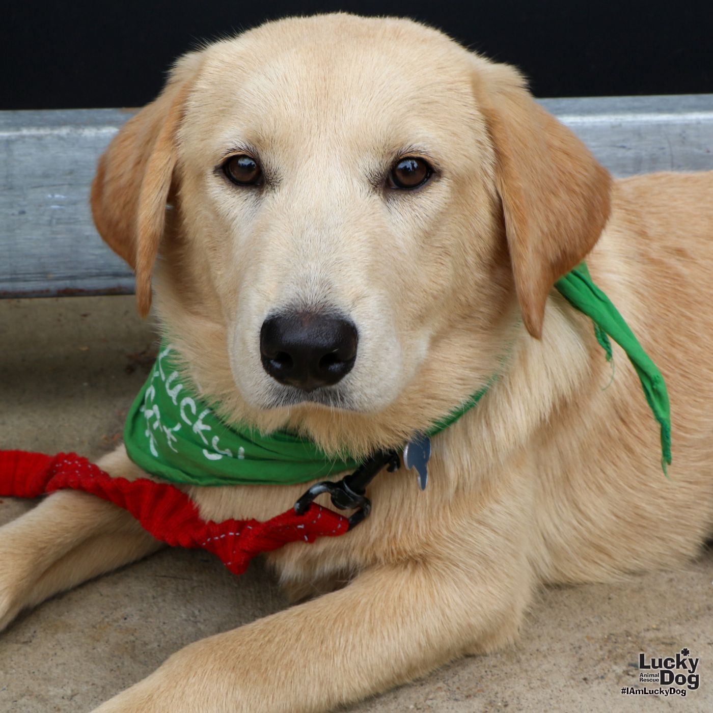 Dog adoption in Washington DC 20002: Shetland Sheepdog Sheltie / Golden ...