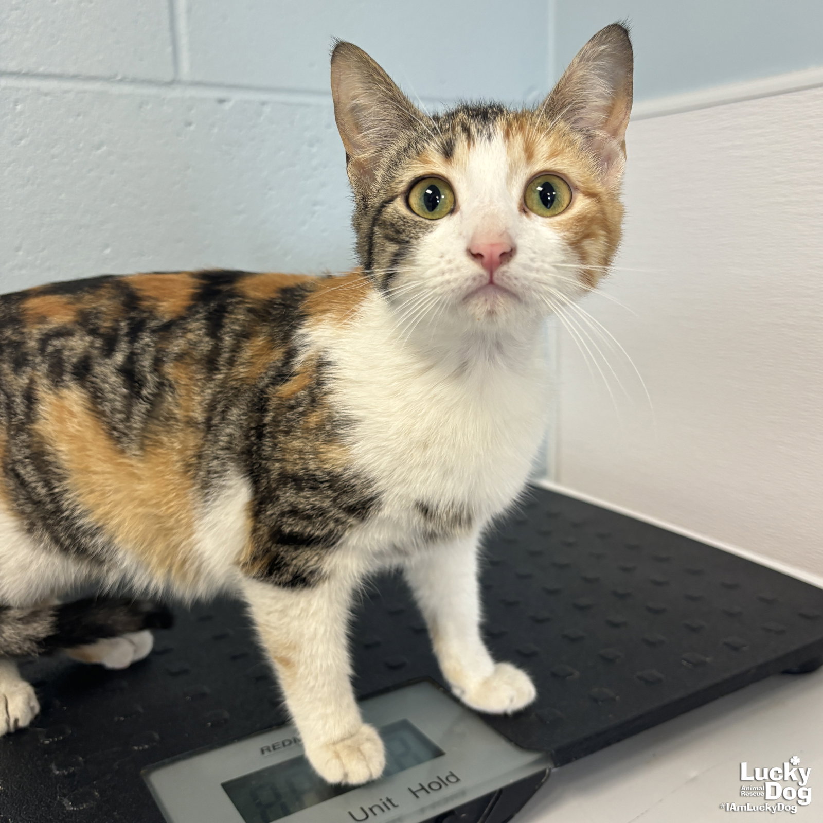 Cats for Adoption in Vienna, Virginia | Alpha Paw