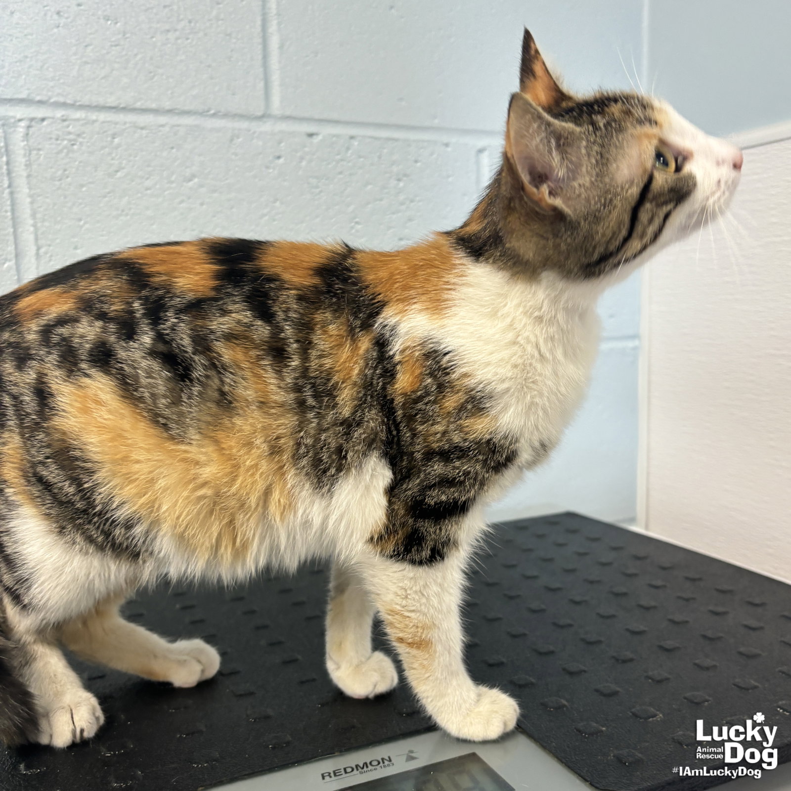 Cats for Adoption in Vienna, Virginia | Alpha Paw