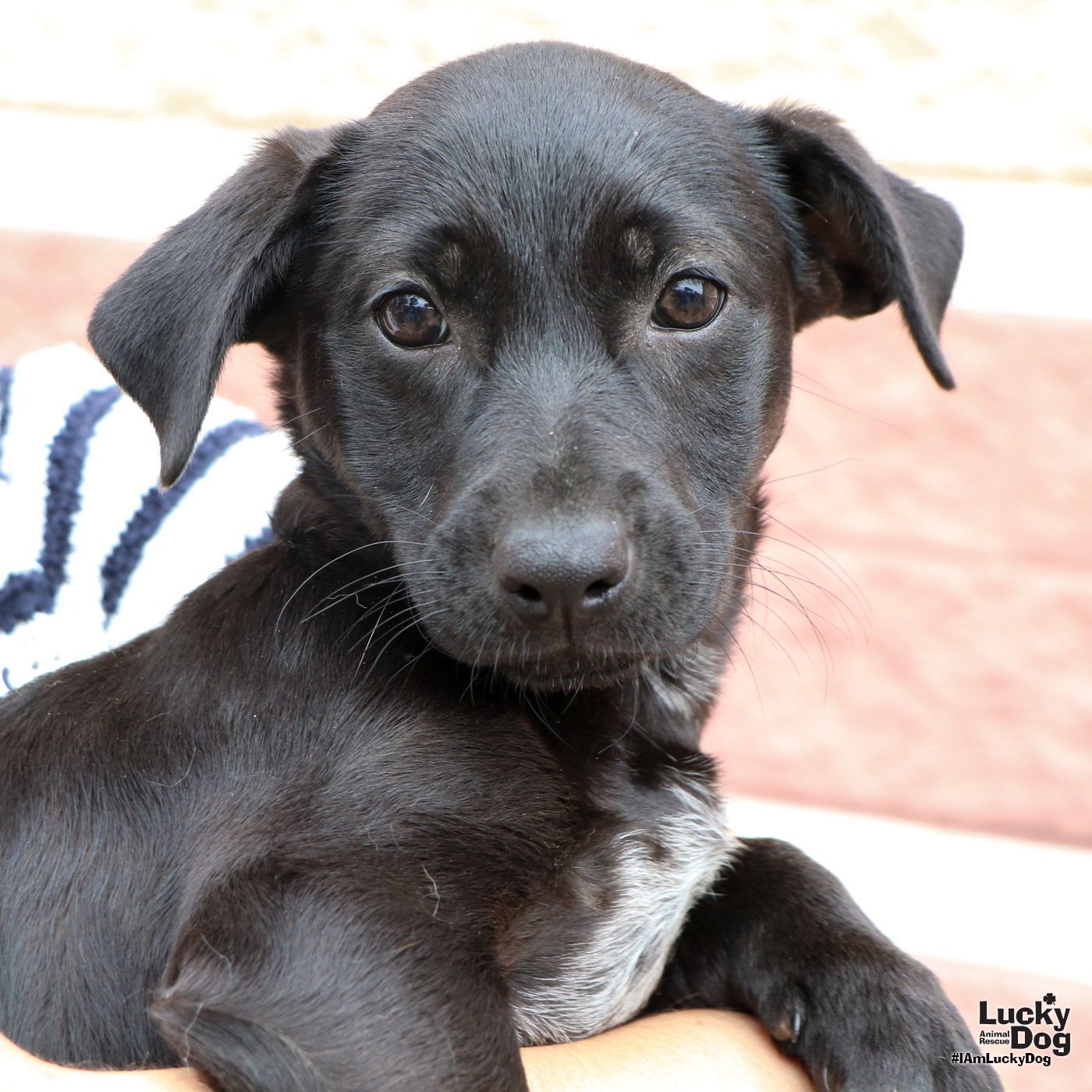 Dog for Adoption - Letty, a Labrador Retriever in Marlboro Meadows, MD ...