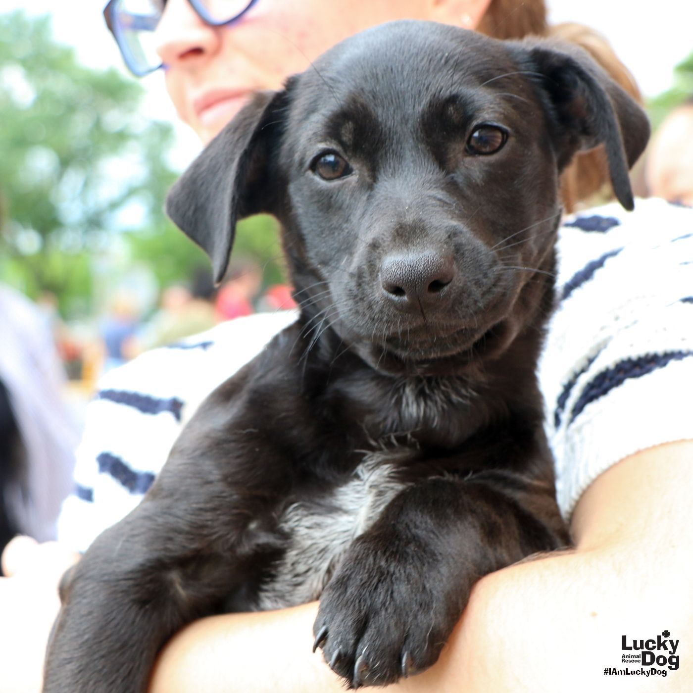 Dog for Adoption - Letty, a Labrador Retriever in Marlboro Meadows, MD ...